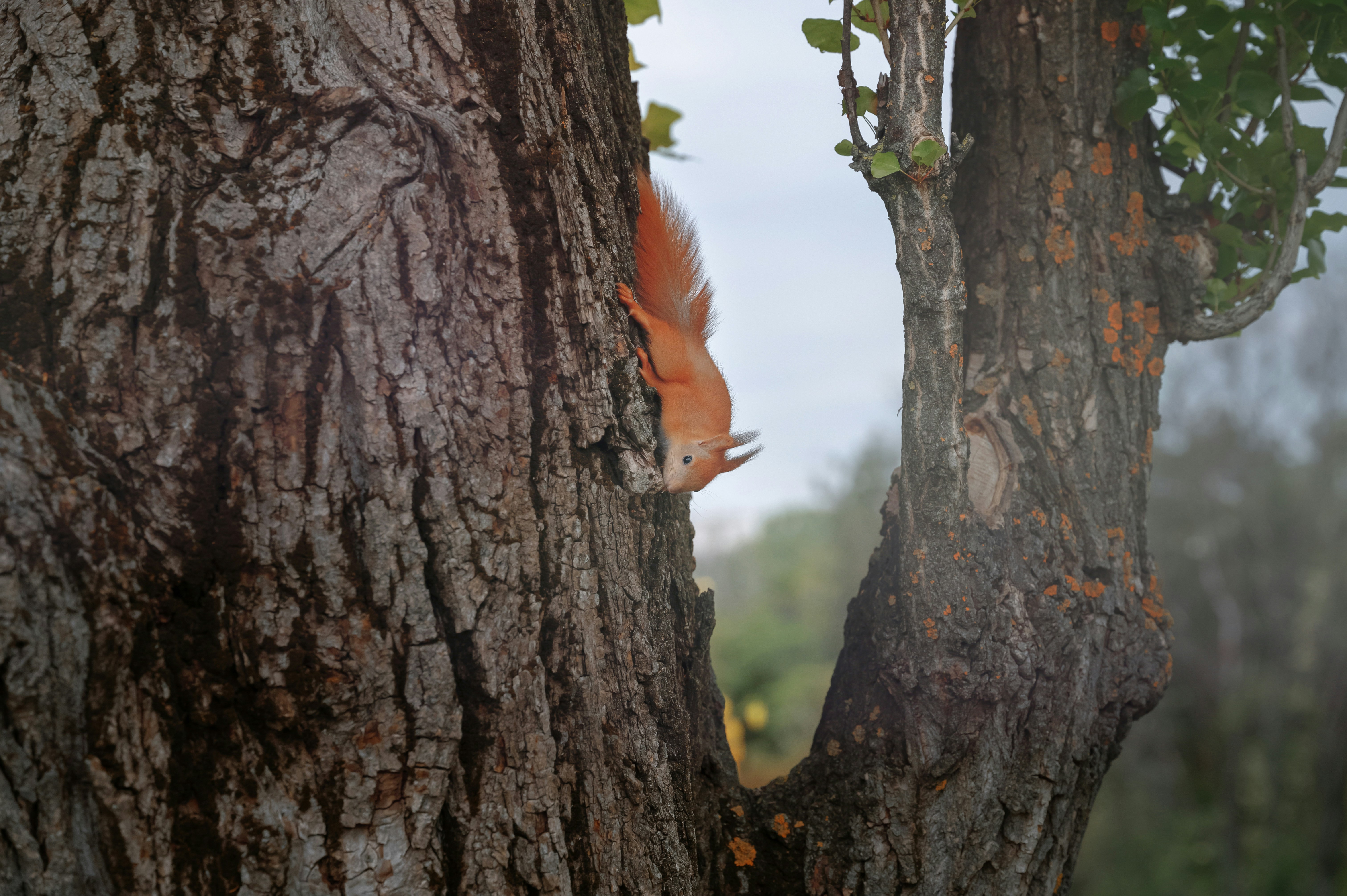 Squirrel's Secret Hideaway