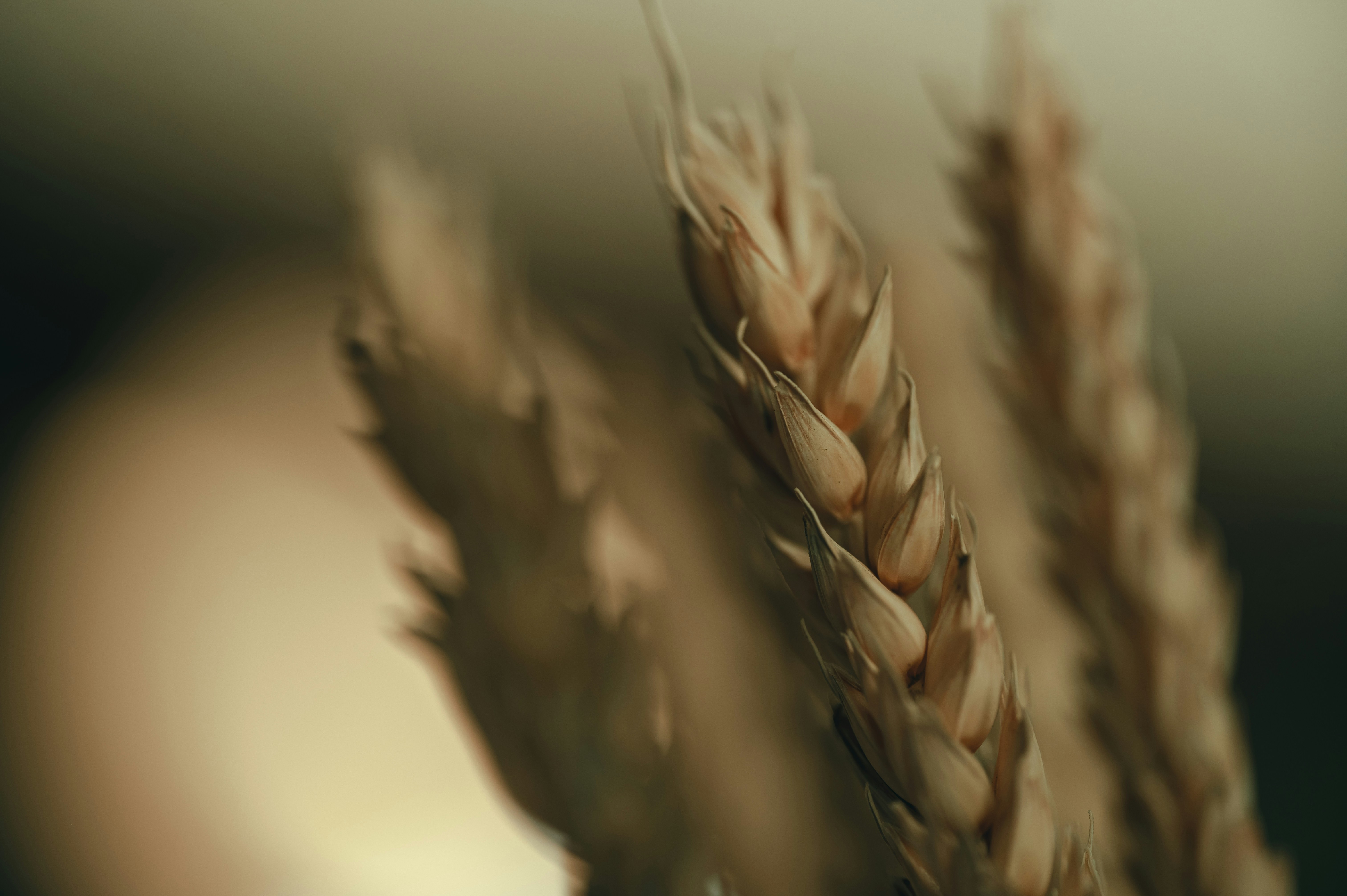 Close-up of wheat stalks in soft light