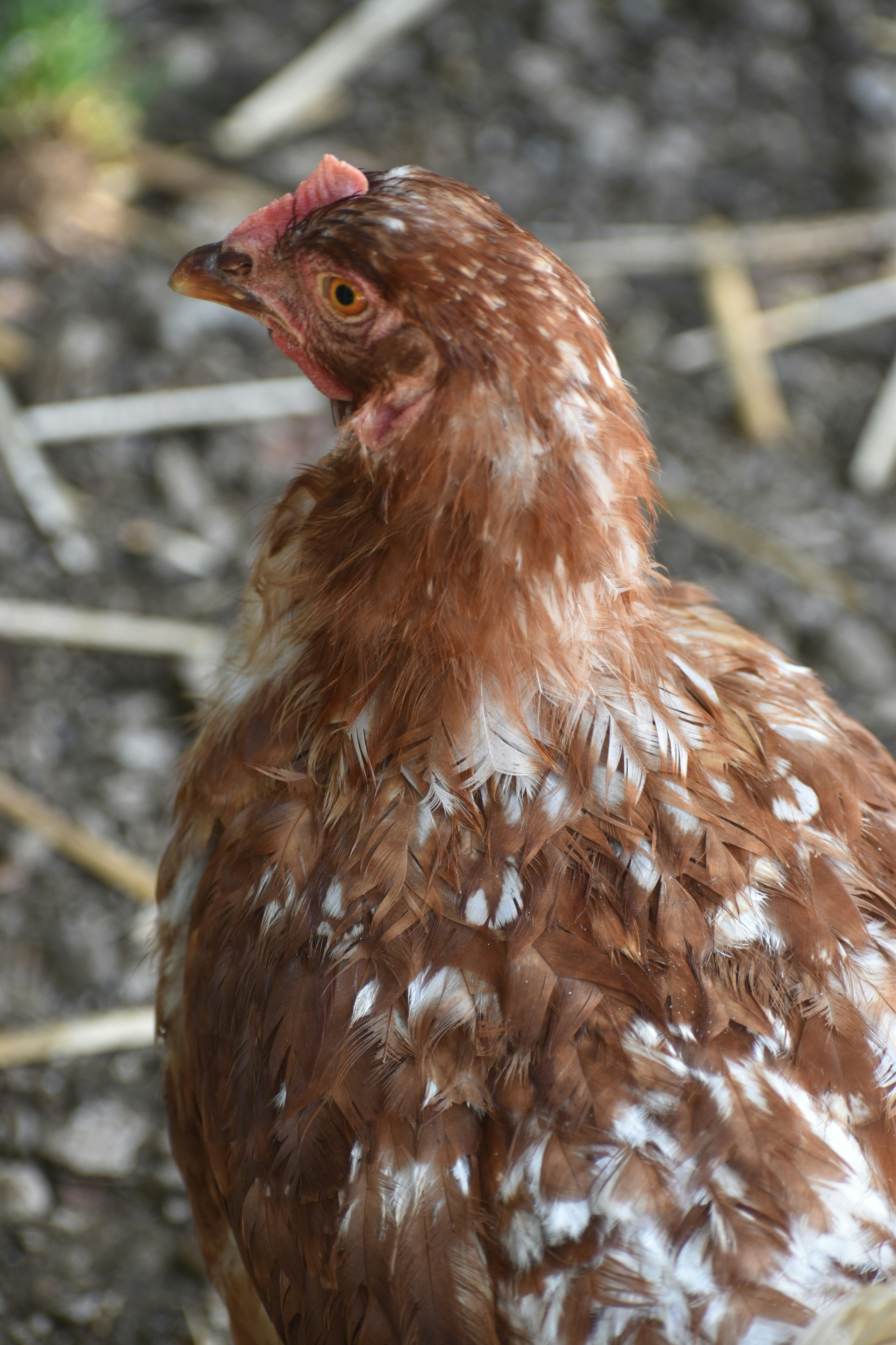 BrownCchicken | Brown chicken with white speckles standing outdoors