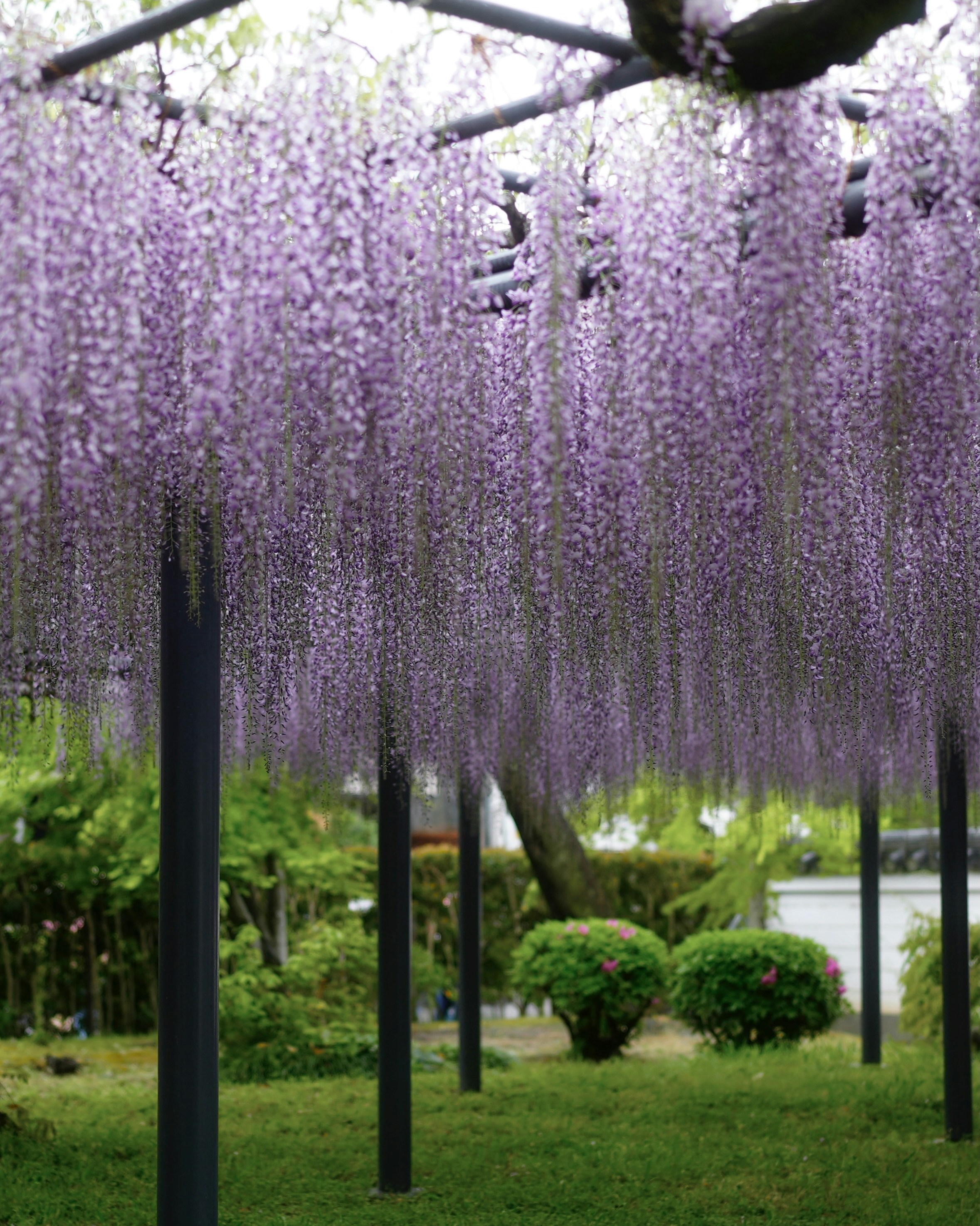 A beautiful vertical shot of a vibrant wisteria trellis in full bloom. Delicate purple flowers hang down in long, cascading clusters, creating a stunning floral ceiling above a lush green lawn. The scene, set in a tranquil Japanese garden, captures the peaceful and serene beauty of spring. | Purple wisteria flowers hanging from a trellis