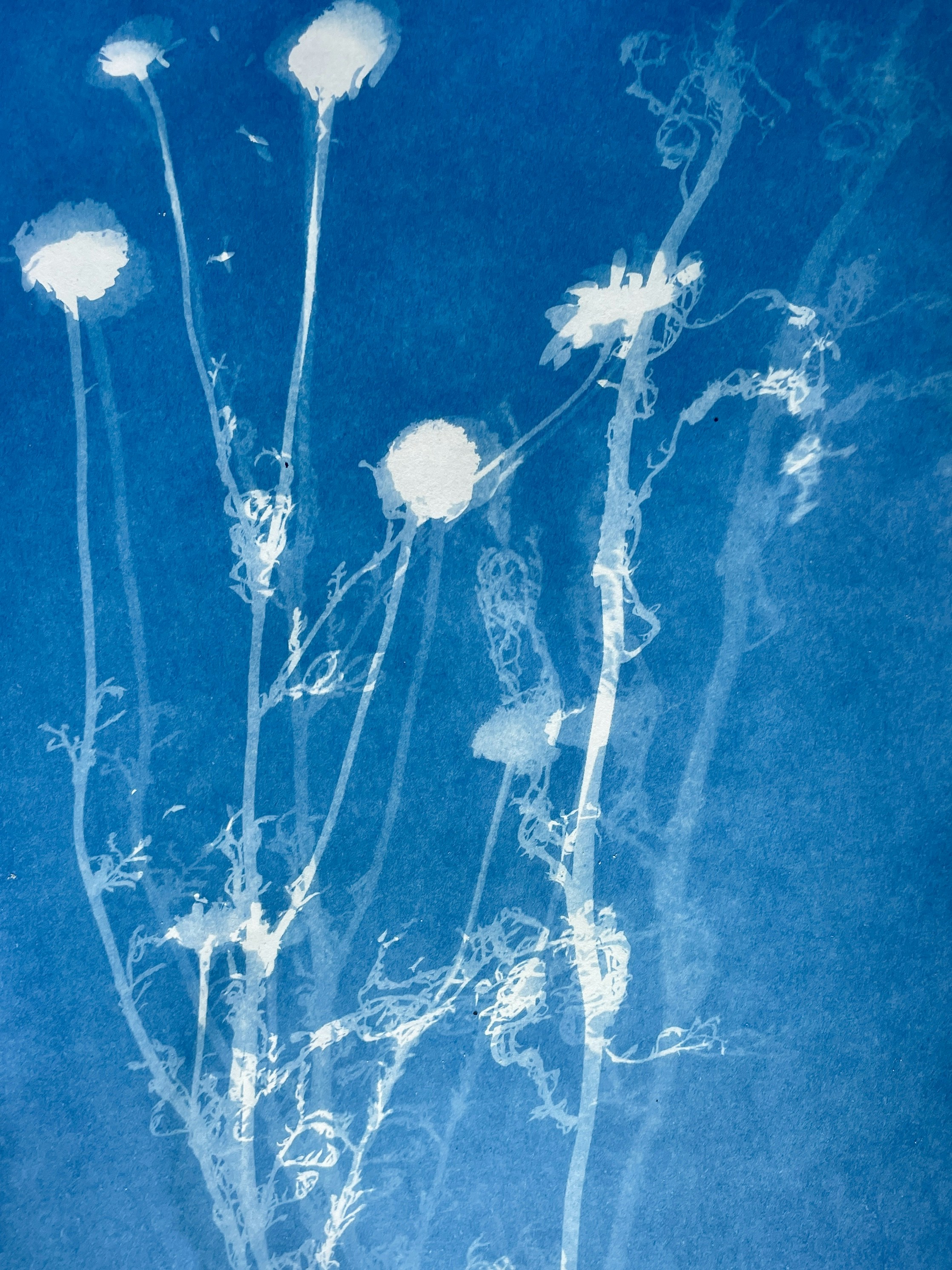Whispers of Nature: A Cyanotype Study