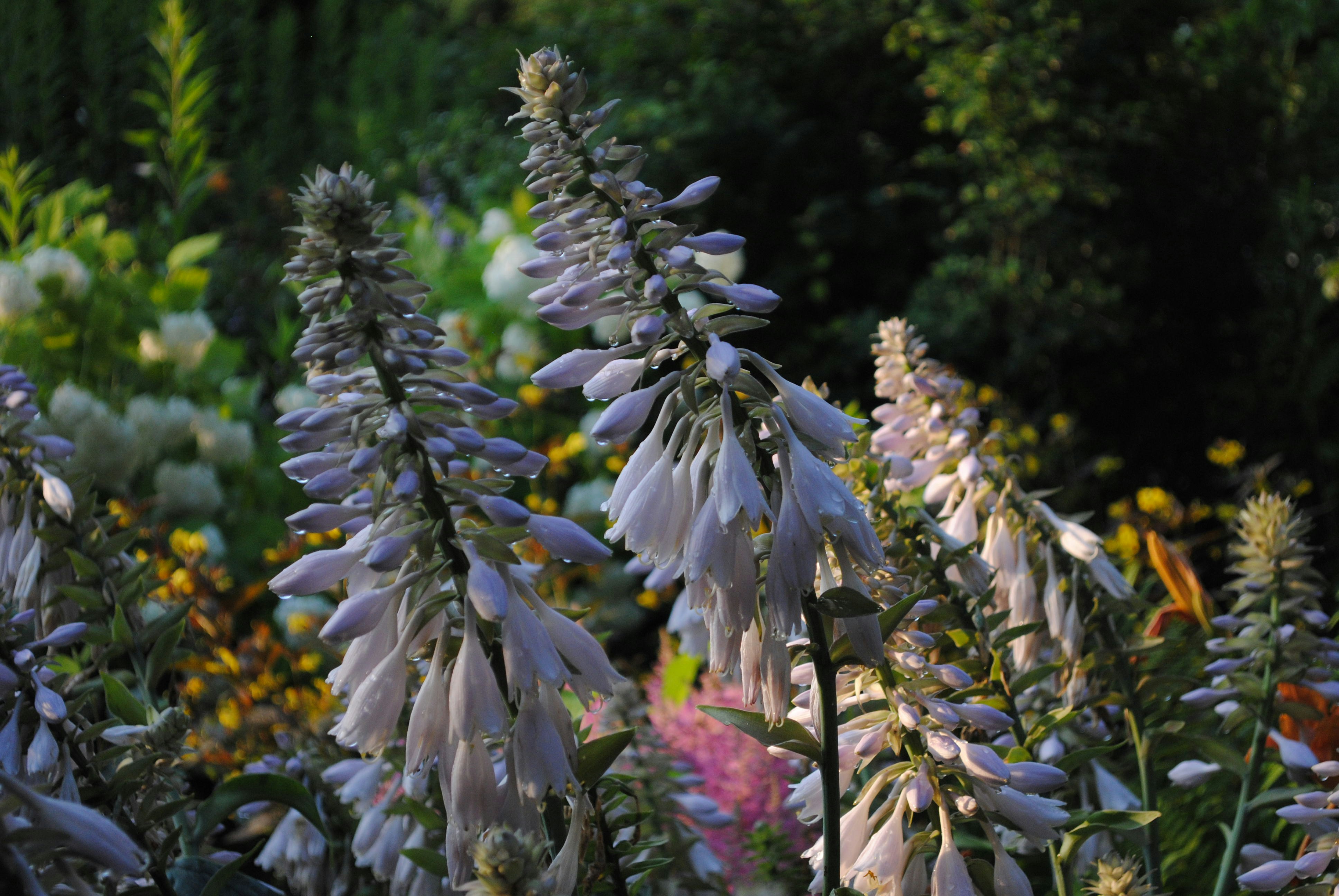 Dappled Twilight Foxglove Chorus in a Quiet Garden