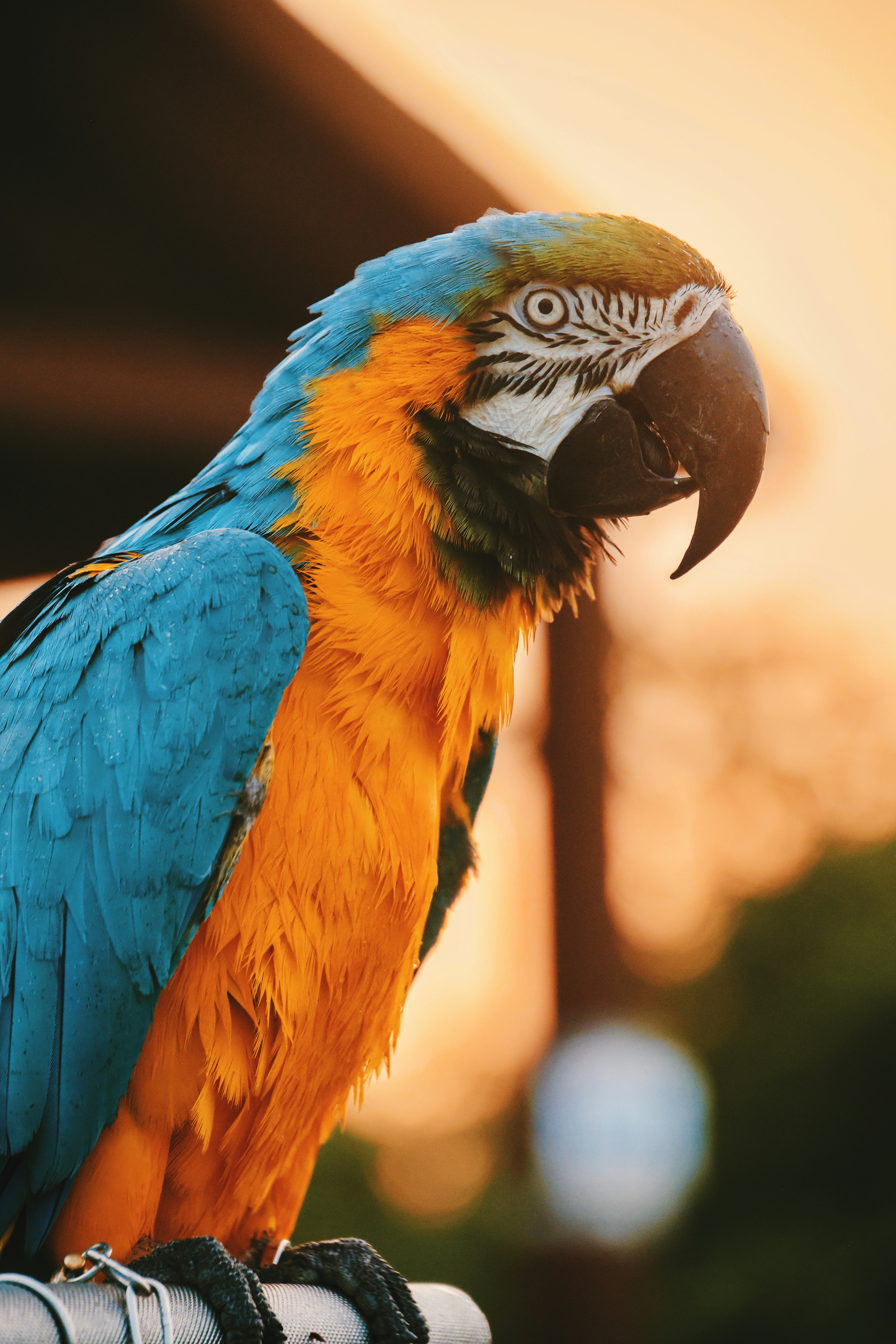 Golden Hour Portrait of a Blue-and-Gold Macaw
