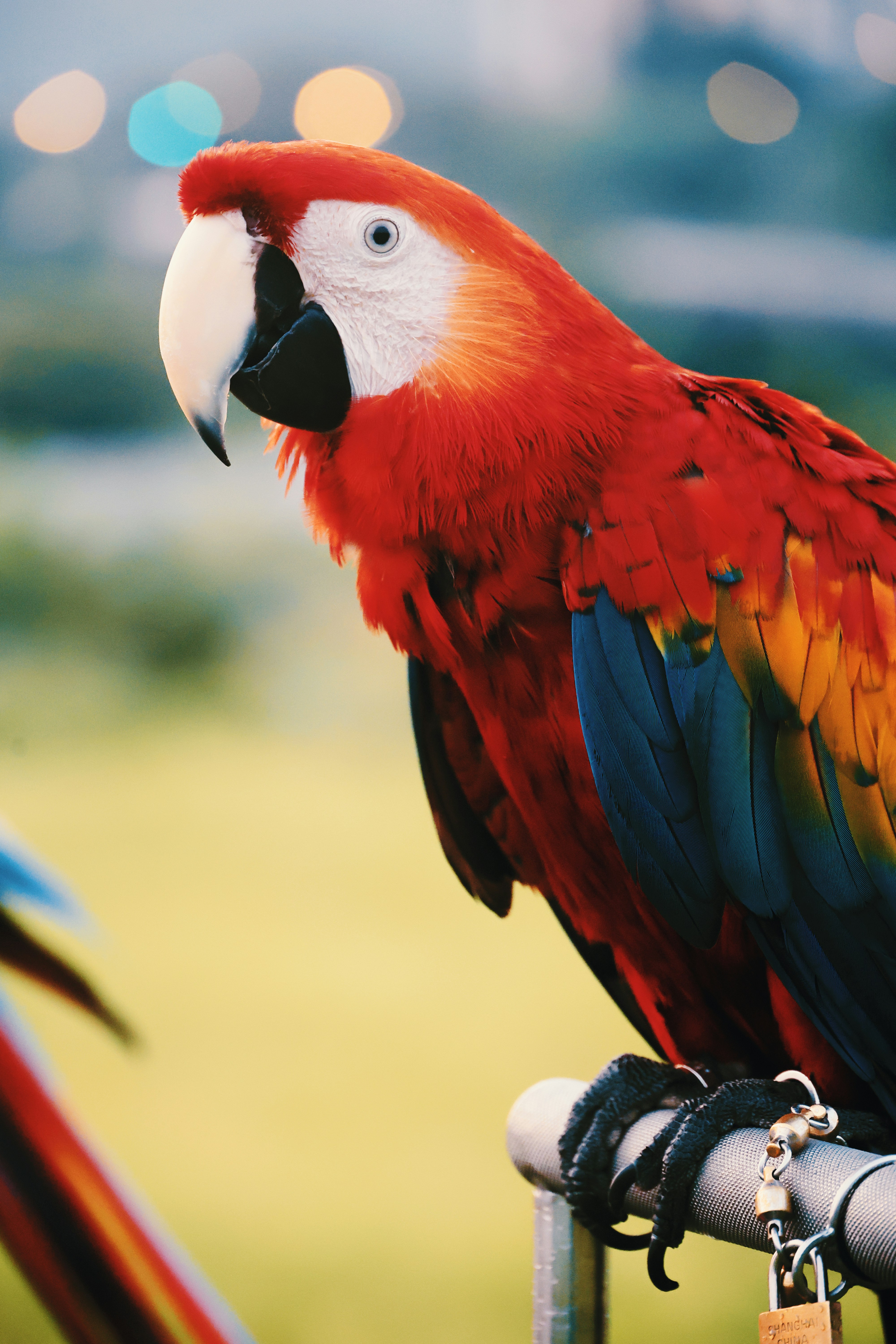 Vibrant Avian Majesty: The Scarlet Macaw's Portrait