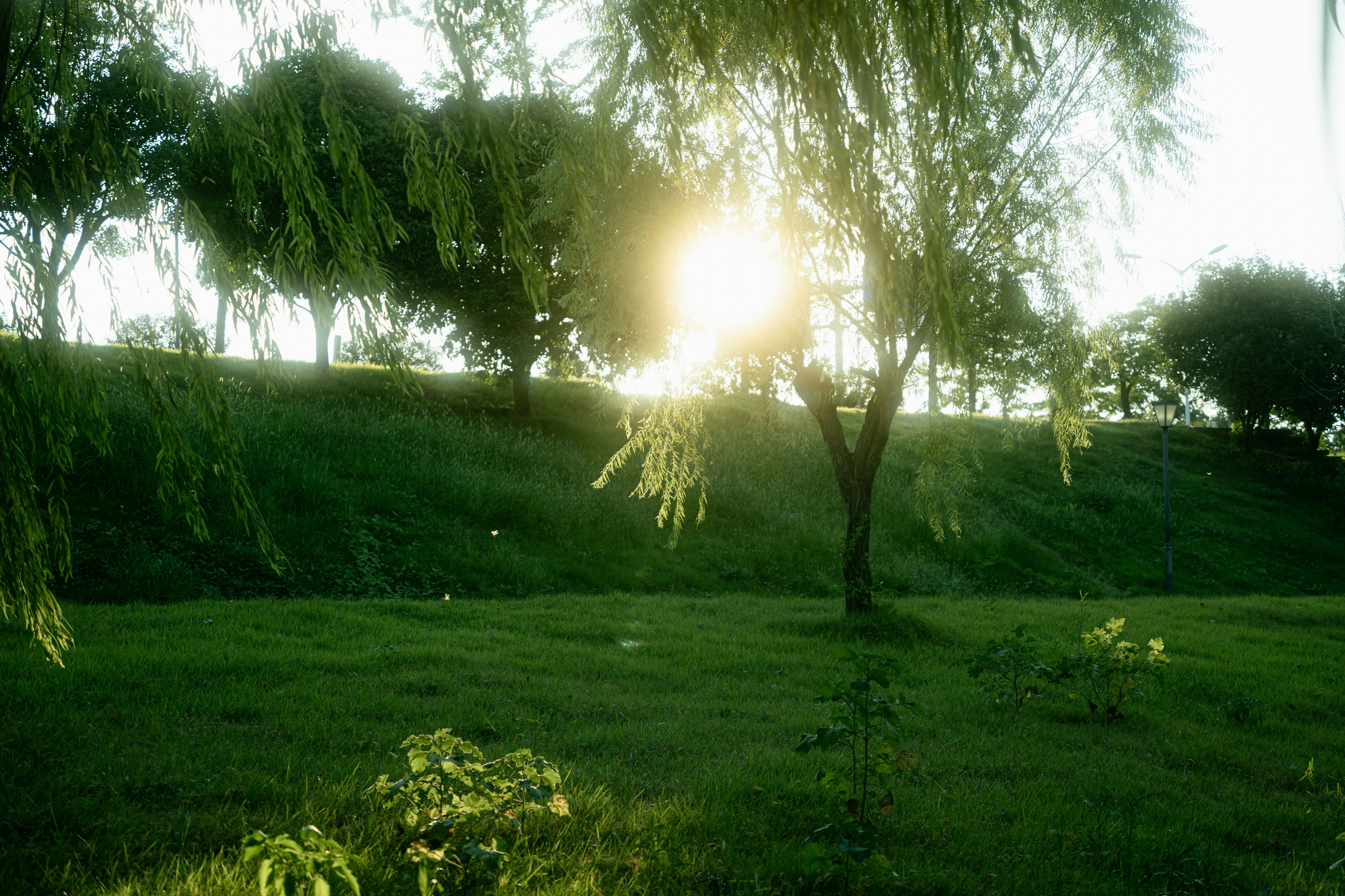 Whispers of Dawn Through the Willows