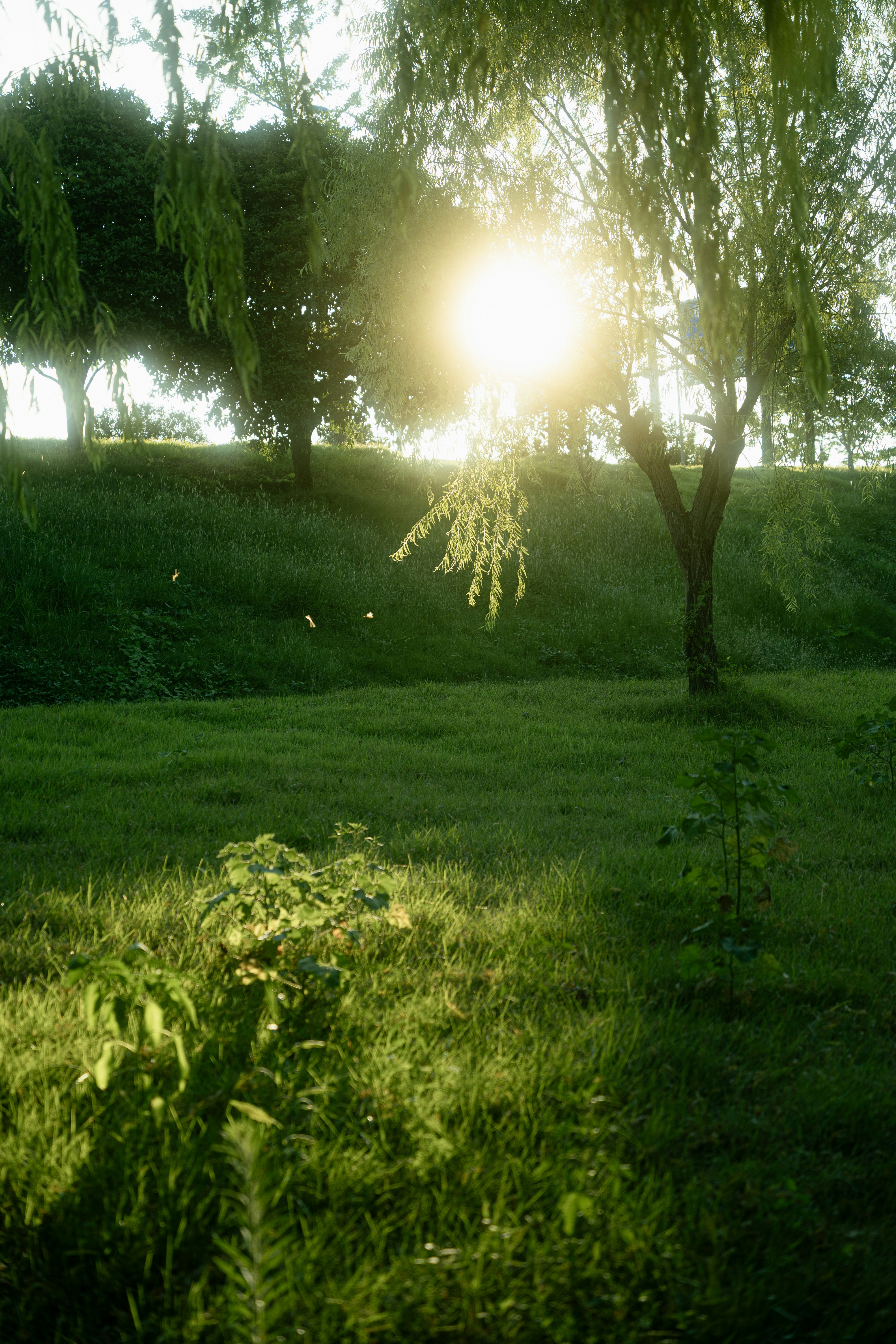 Whispers of Light in a Serene Meadow