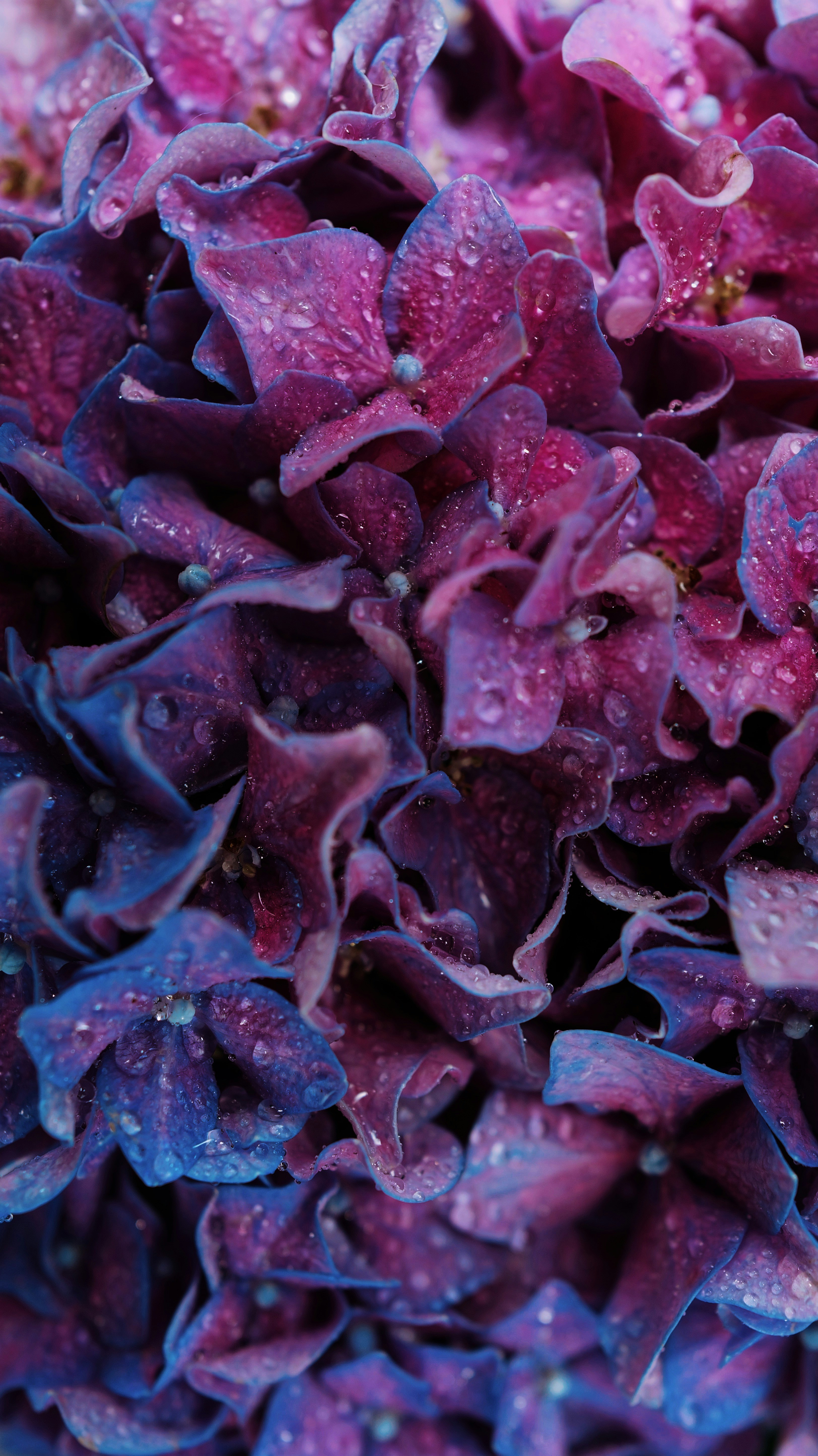 Whispers of Color in Nature's Palette