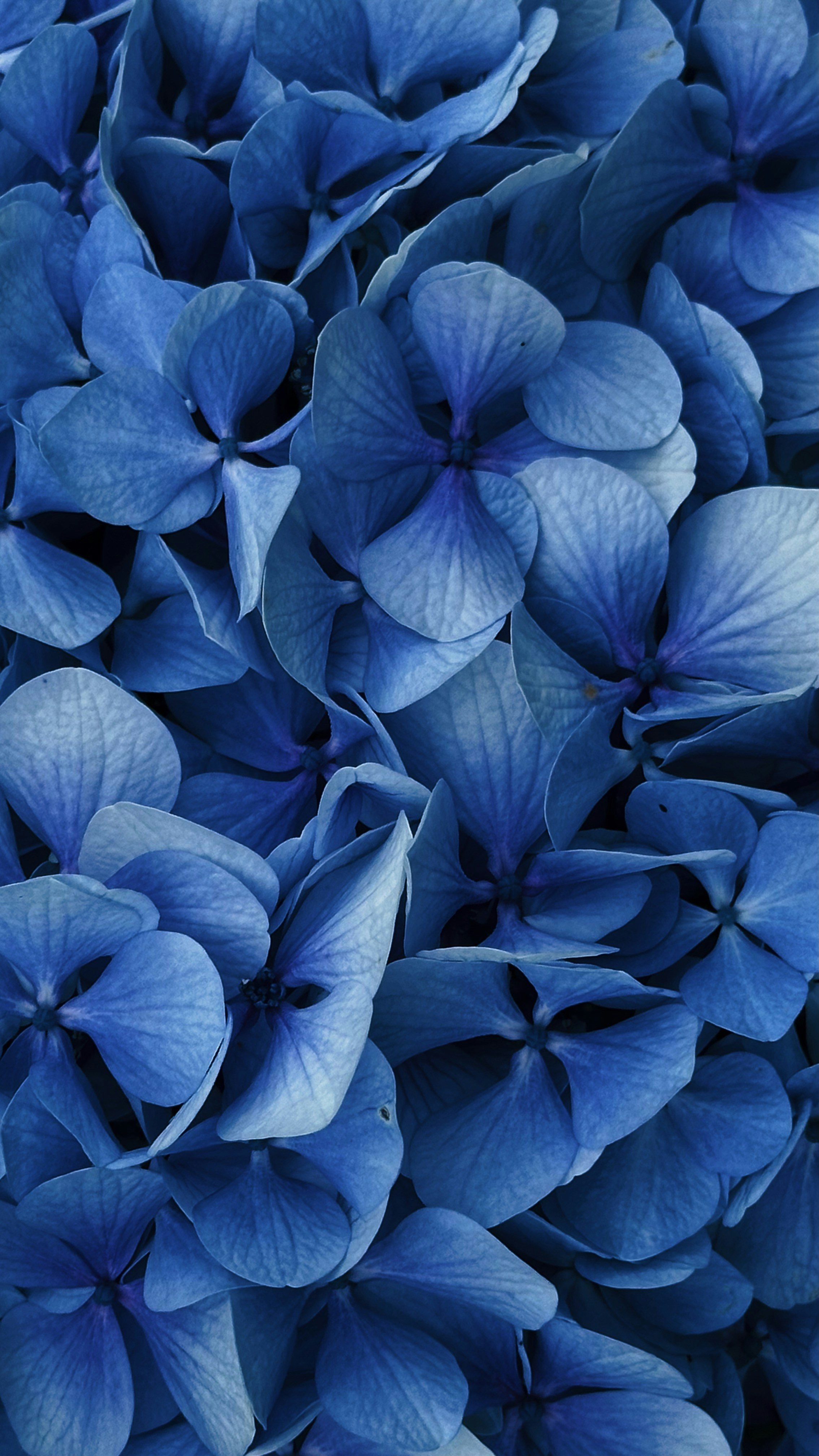 Blue hydrangeas at a Farmers Market | Close-up of vibrant blue hydrangea flowers