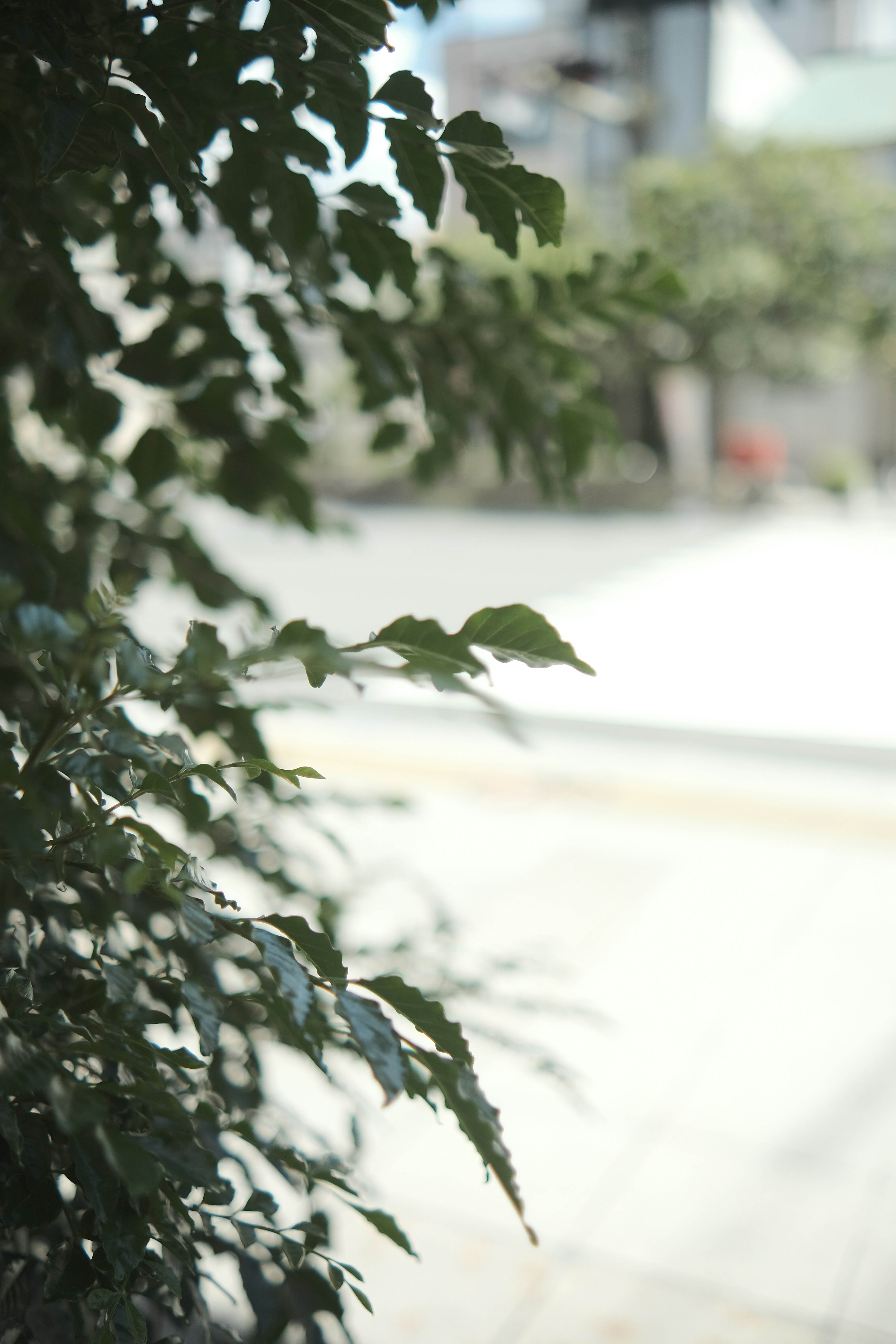 Green leaves in the foreground with blurred background