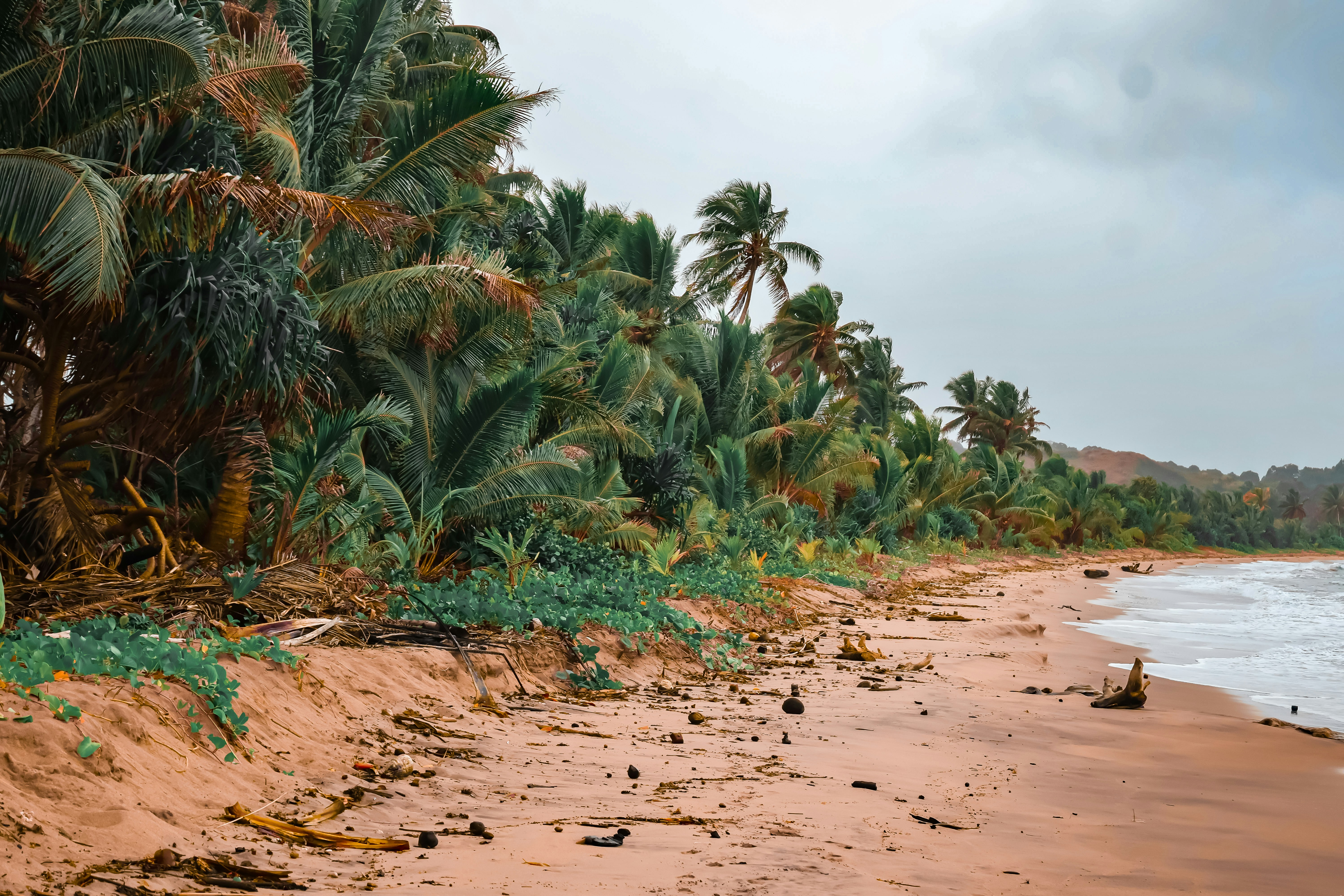 Sandy beach lined with palm trees and ocean waves