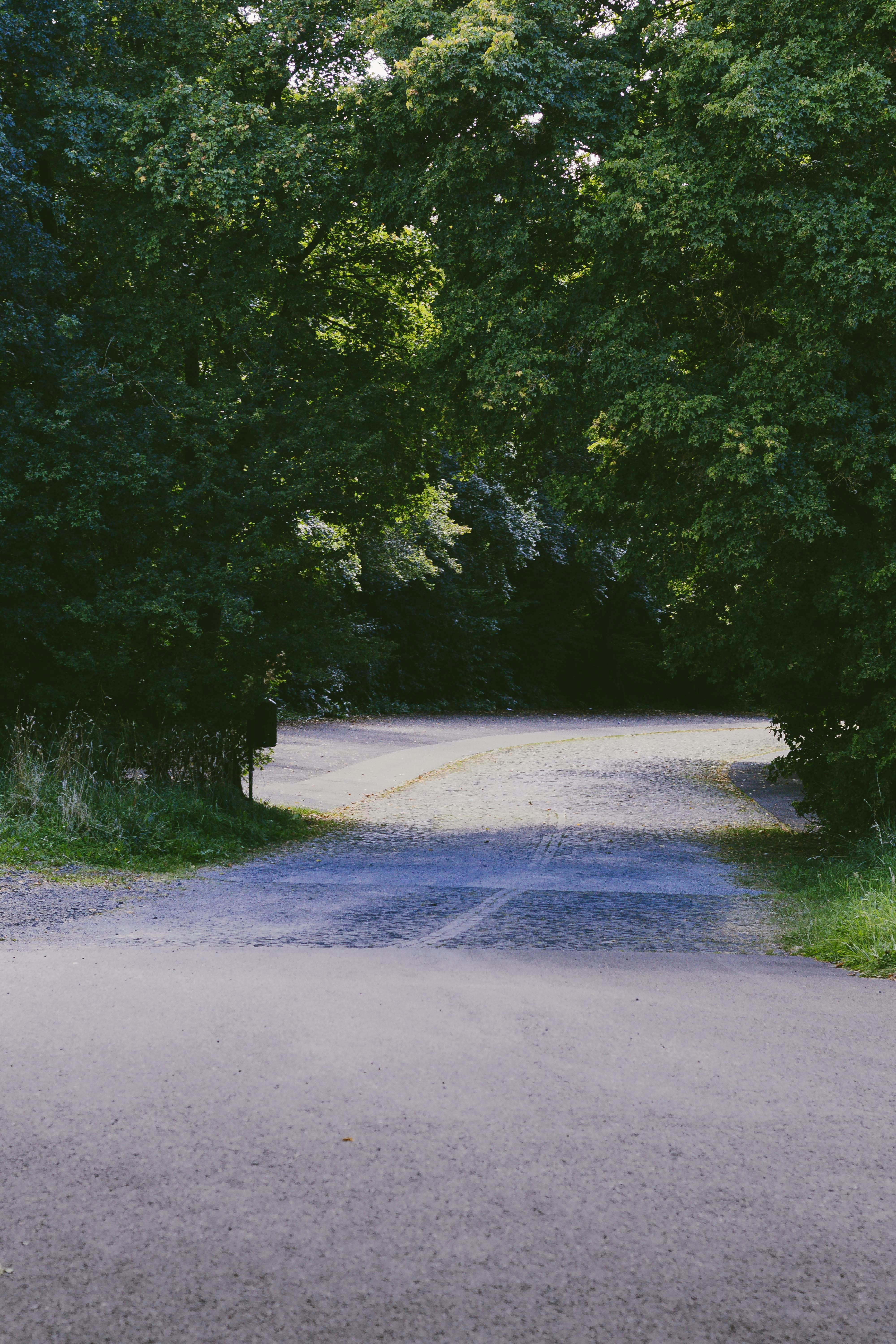 Gravel road leading through a dense forest canopy