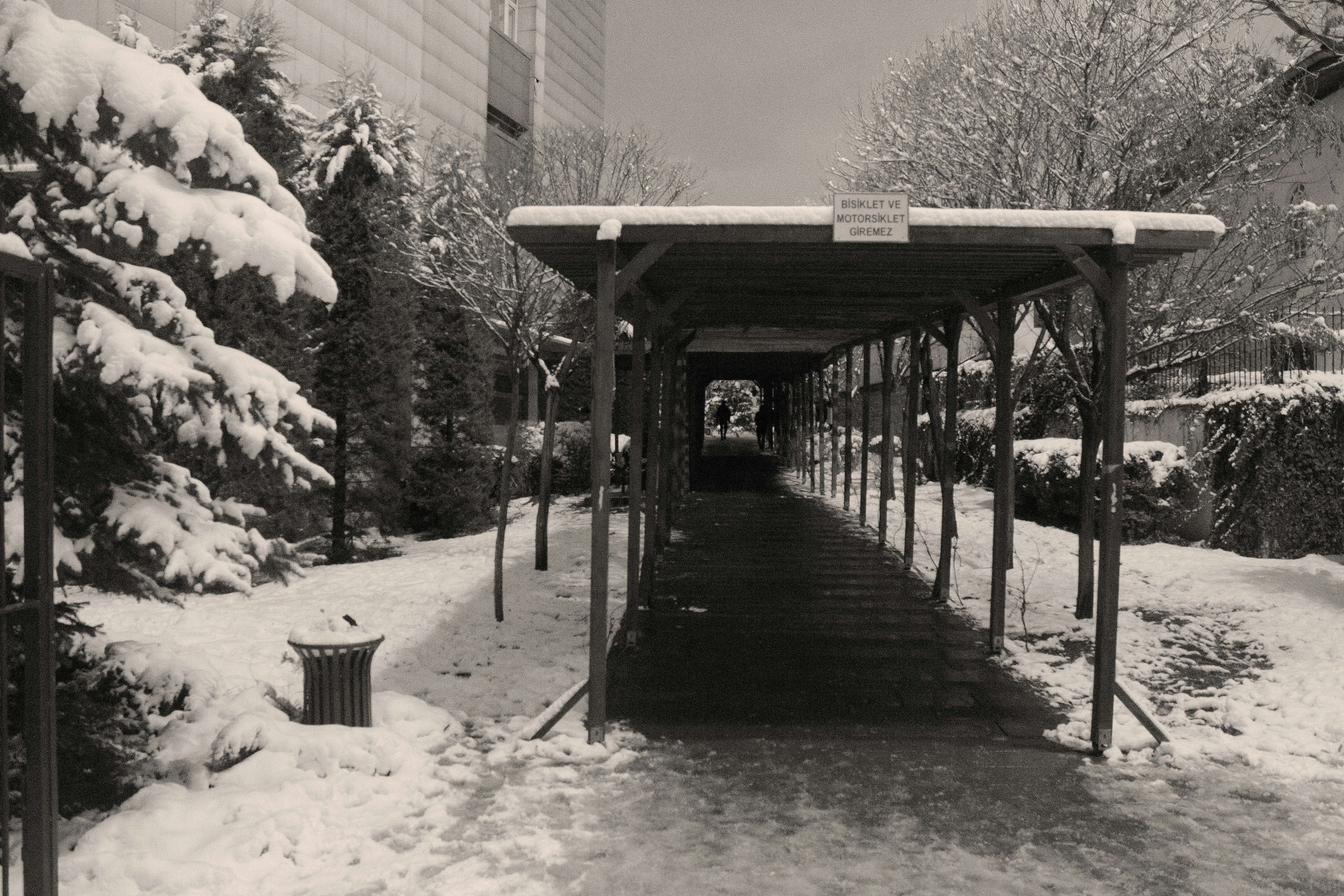 Winter's Embrace: A Pathway Through Silence