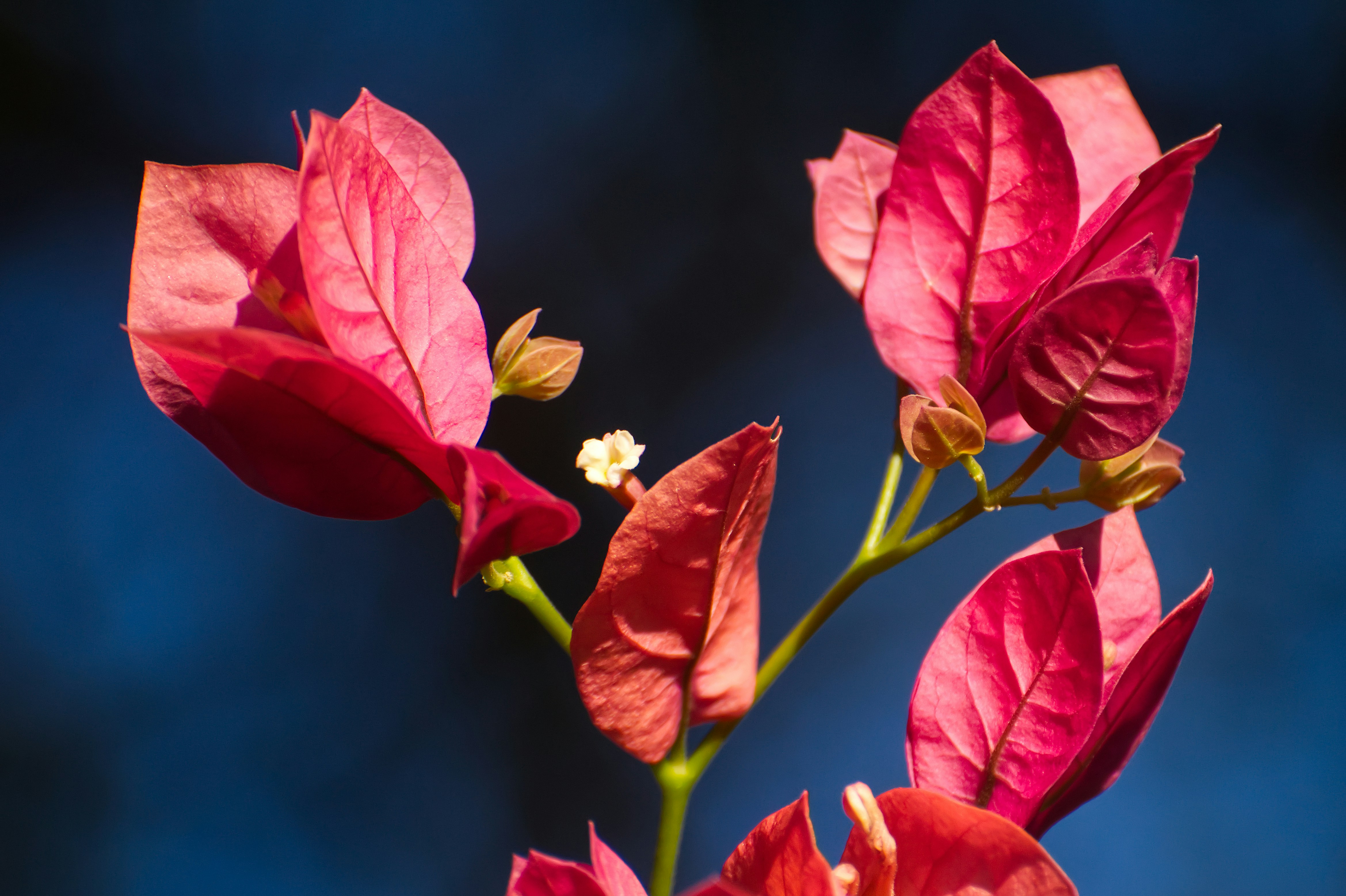 Vibrant pink bougainvillea flowers against a dark blue background