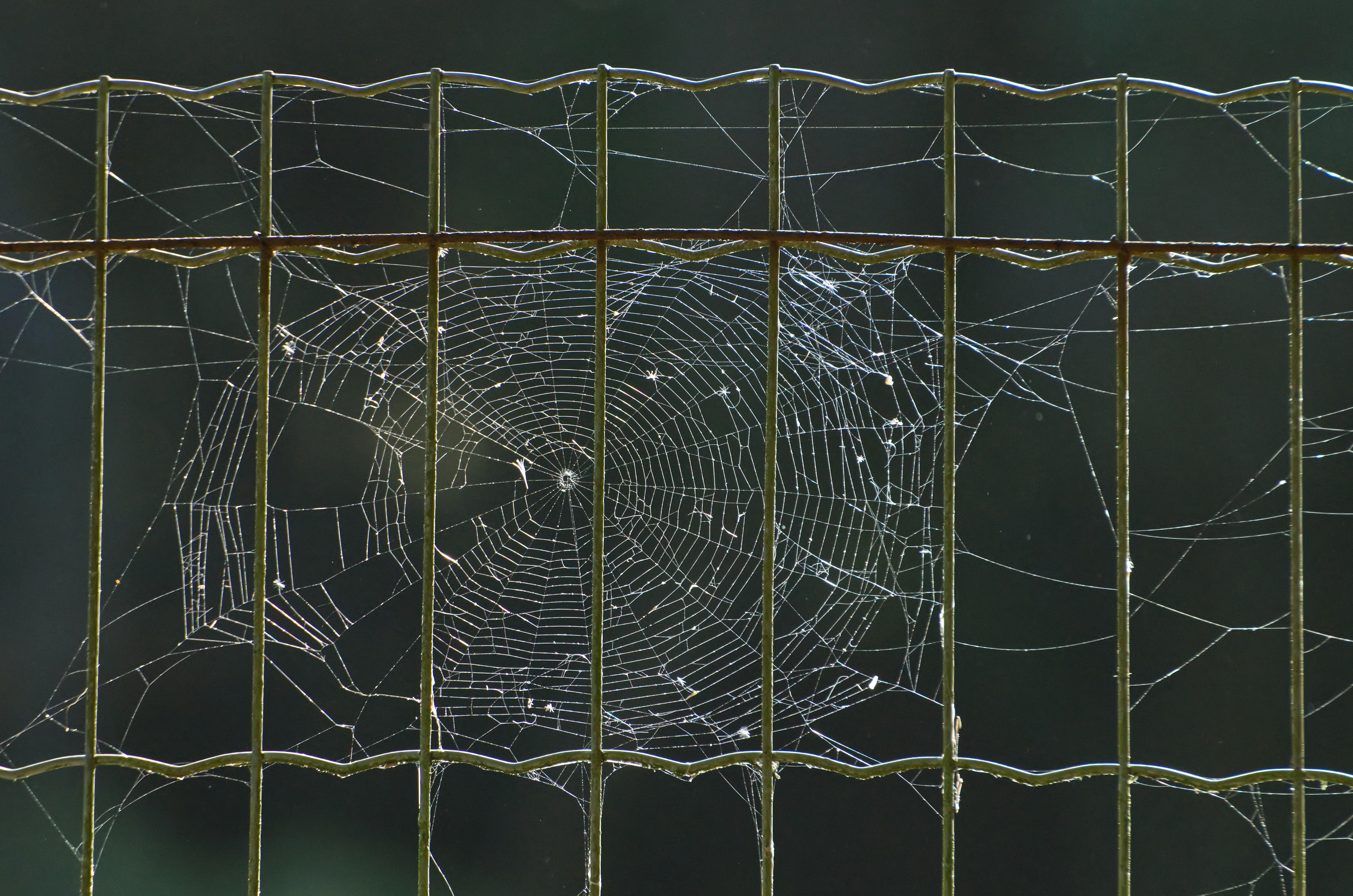 The Artistry of Nature: A Spider's Masterpiece