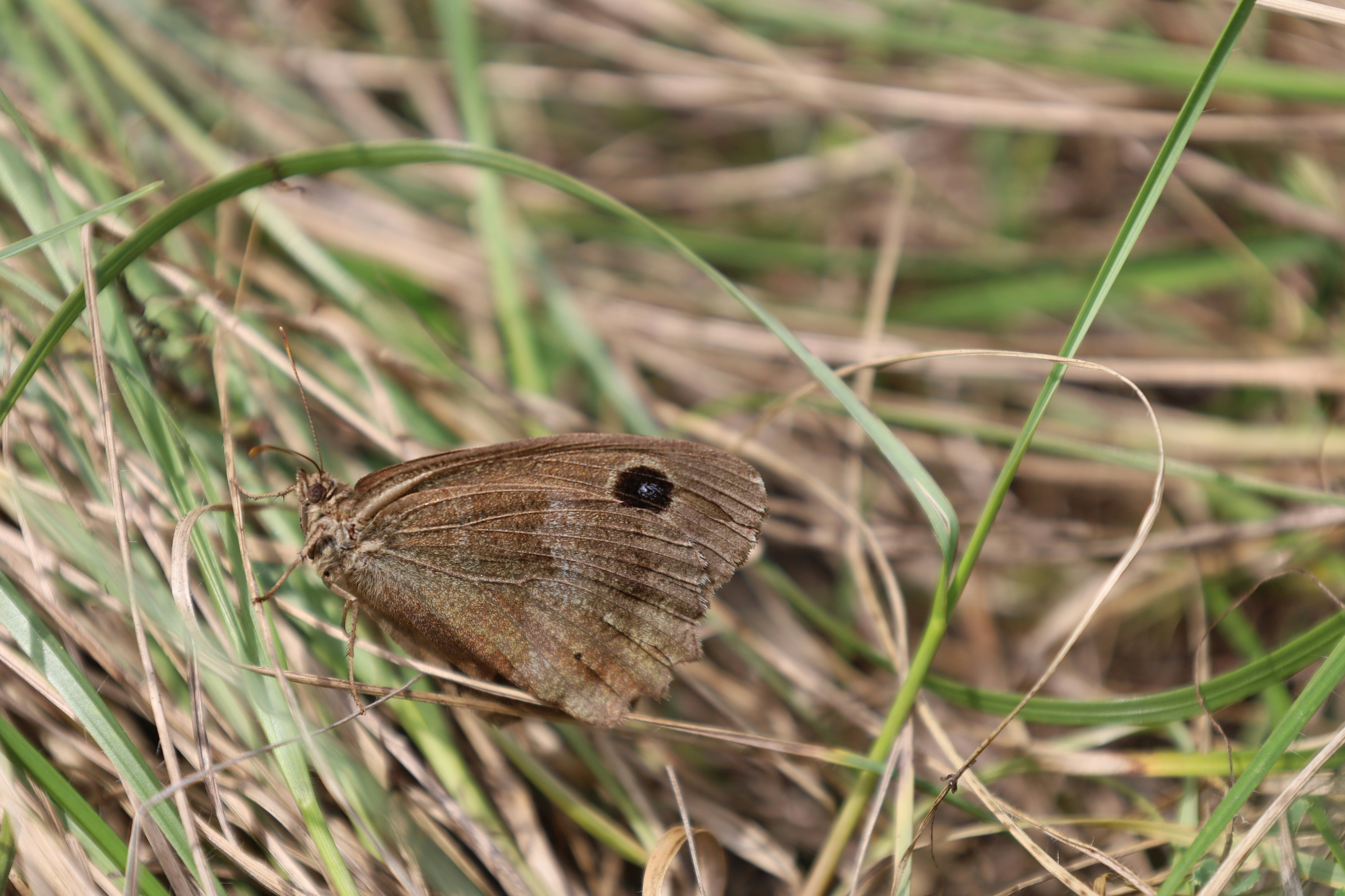 Dryad (Minois dryas) butterfly in the grass | Brown butterfly with black eyespot on dry grass
