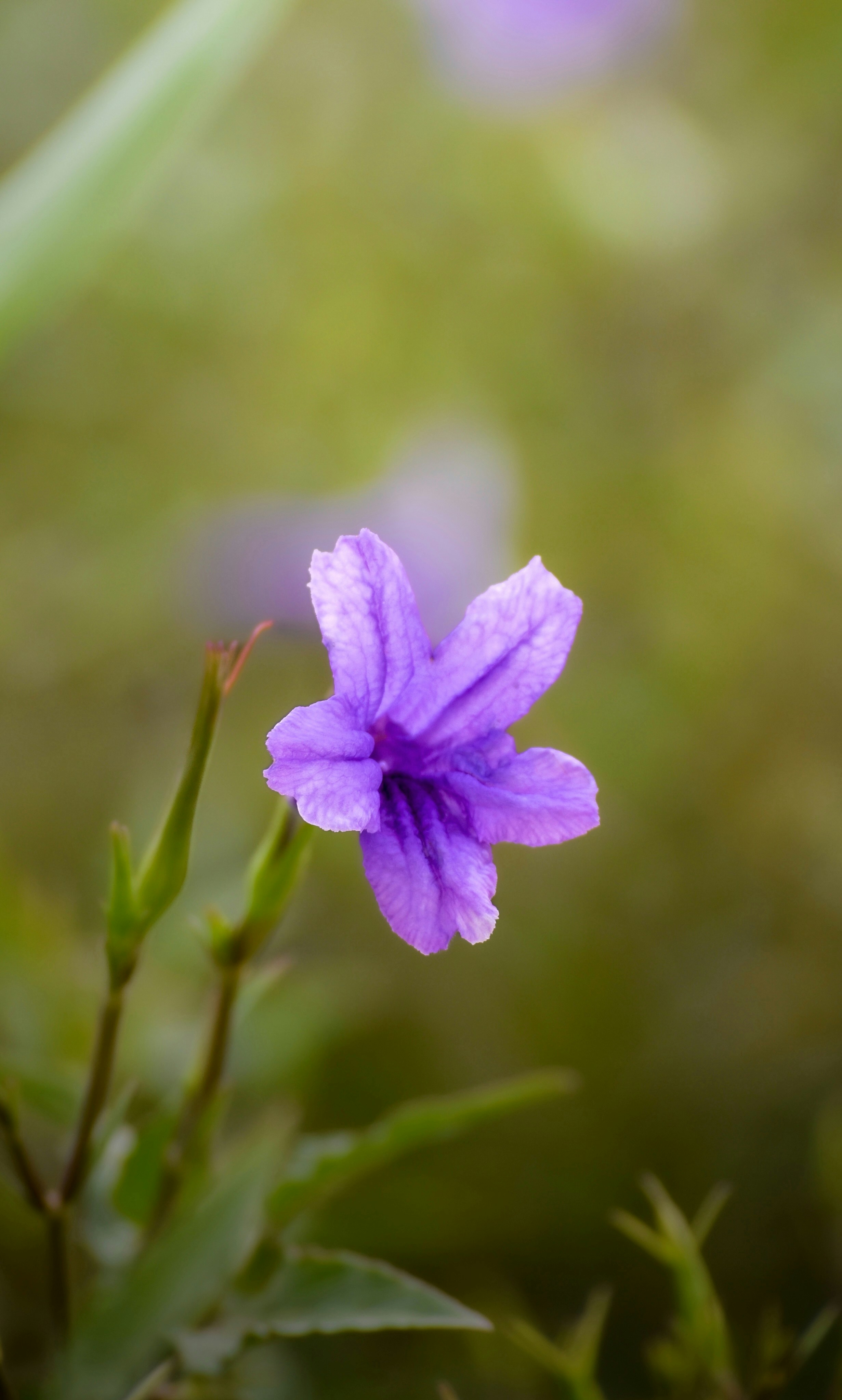 Wild petunia blooming with a dreamy green bokeh behind | A delicate purple flower blooms in soft focus.
