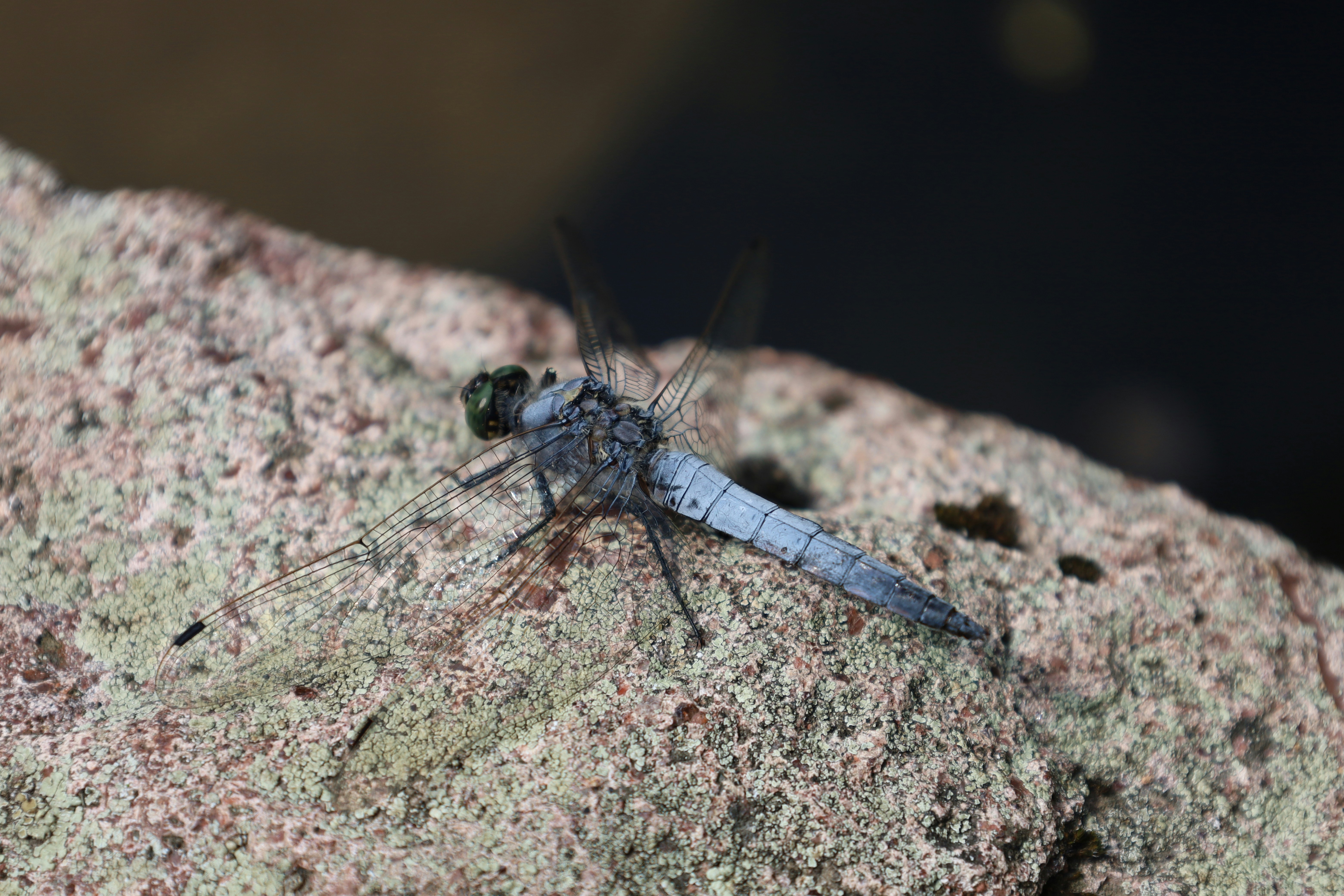 Black-tailed skimmer (Orthetrum cancellatum)