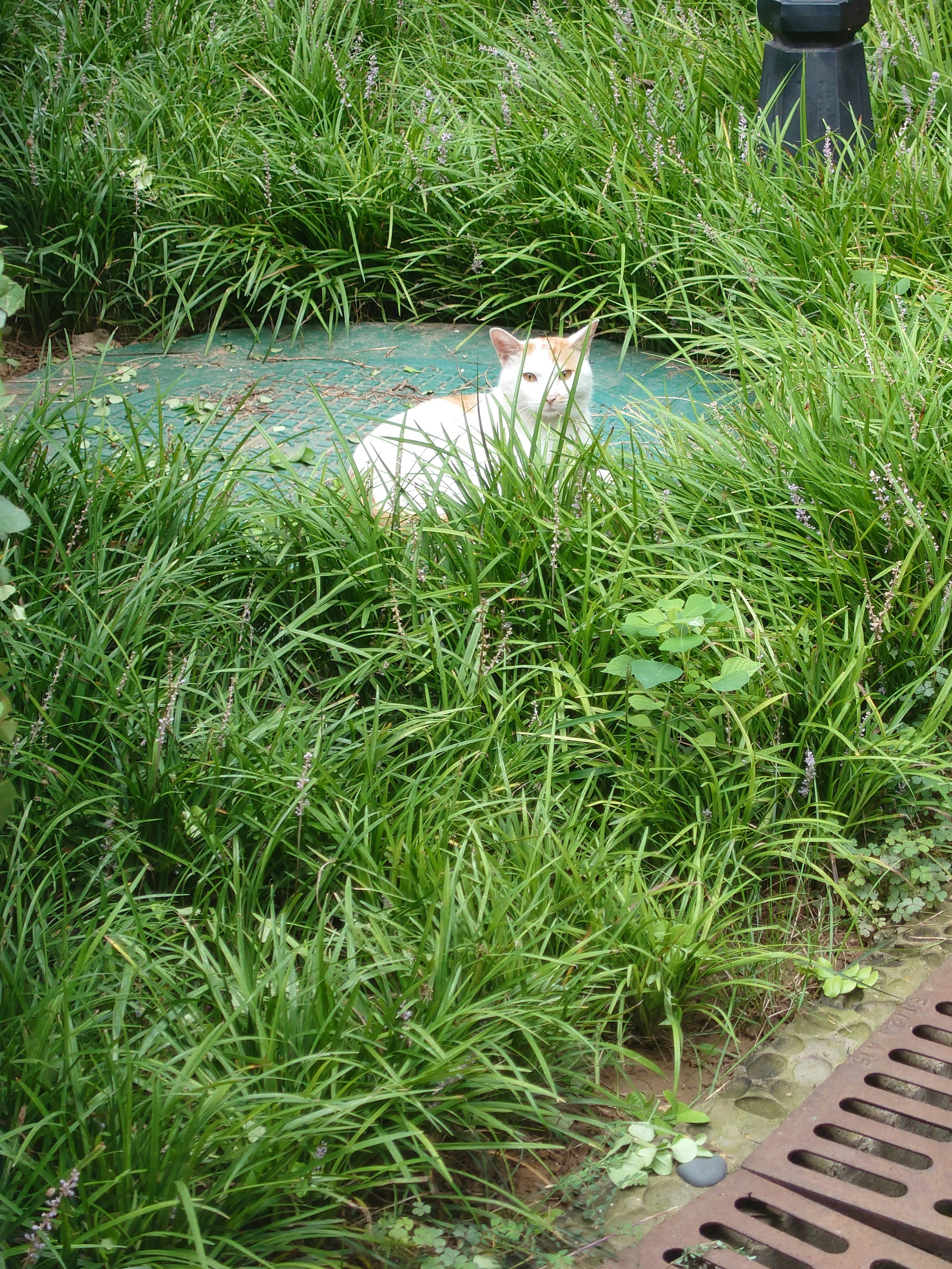 Whiskered Guardian Amidst the Greenery