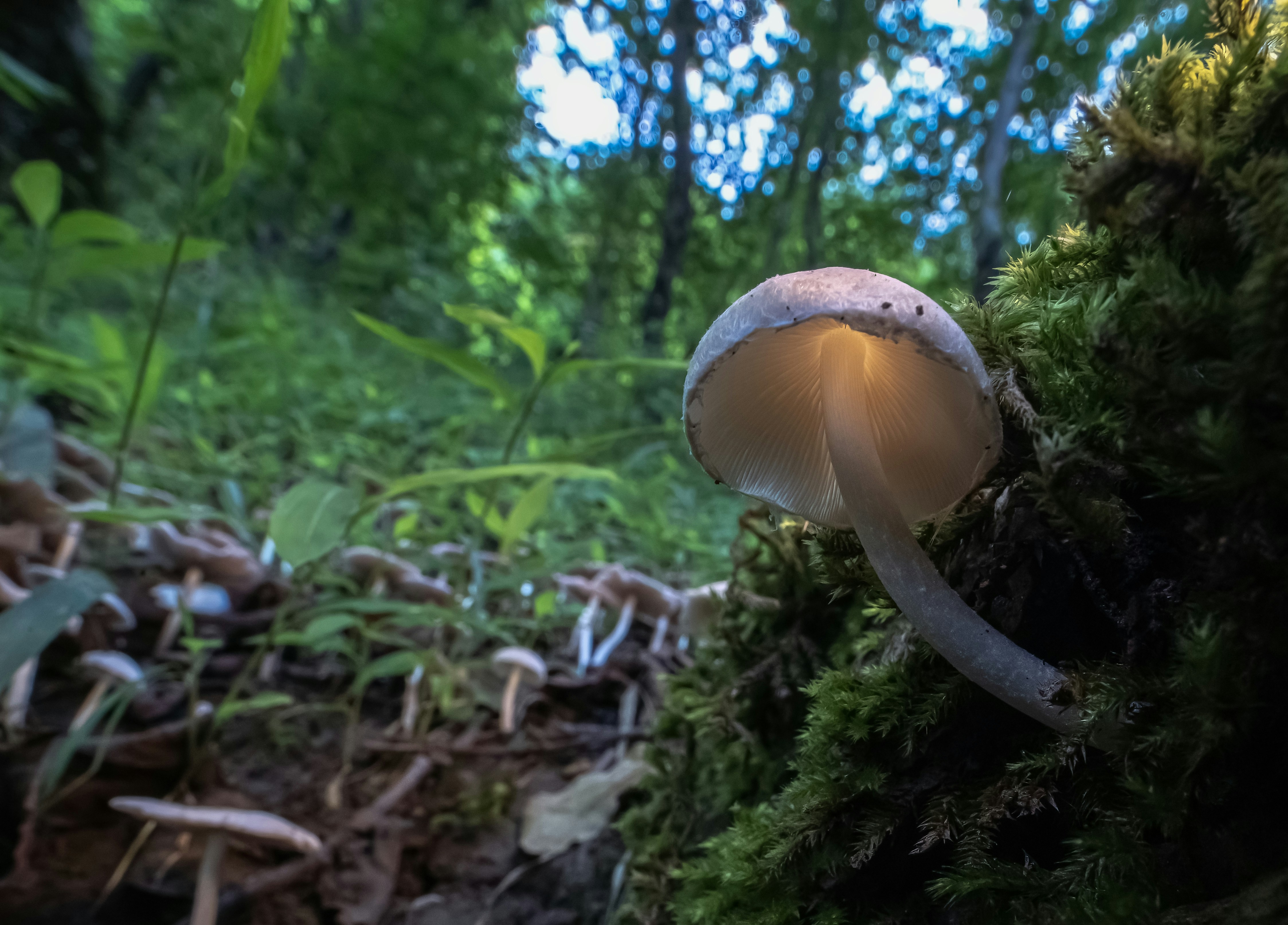 Moss-Covered Spotlight: A Mushroom Reaches Toward the Forest Light