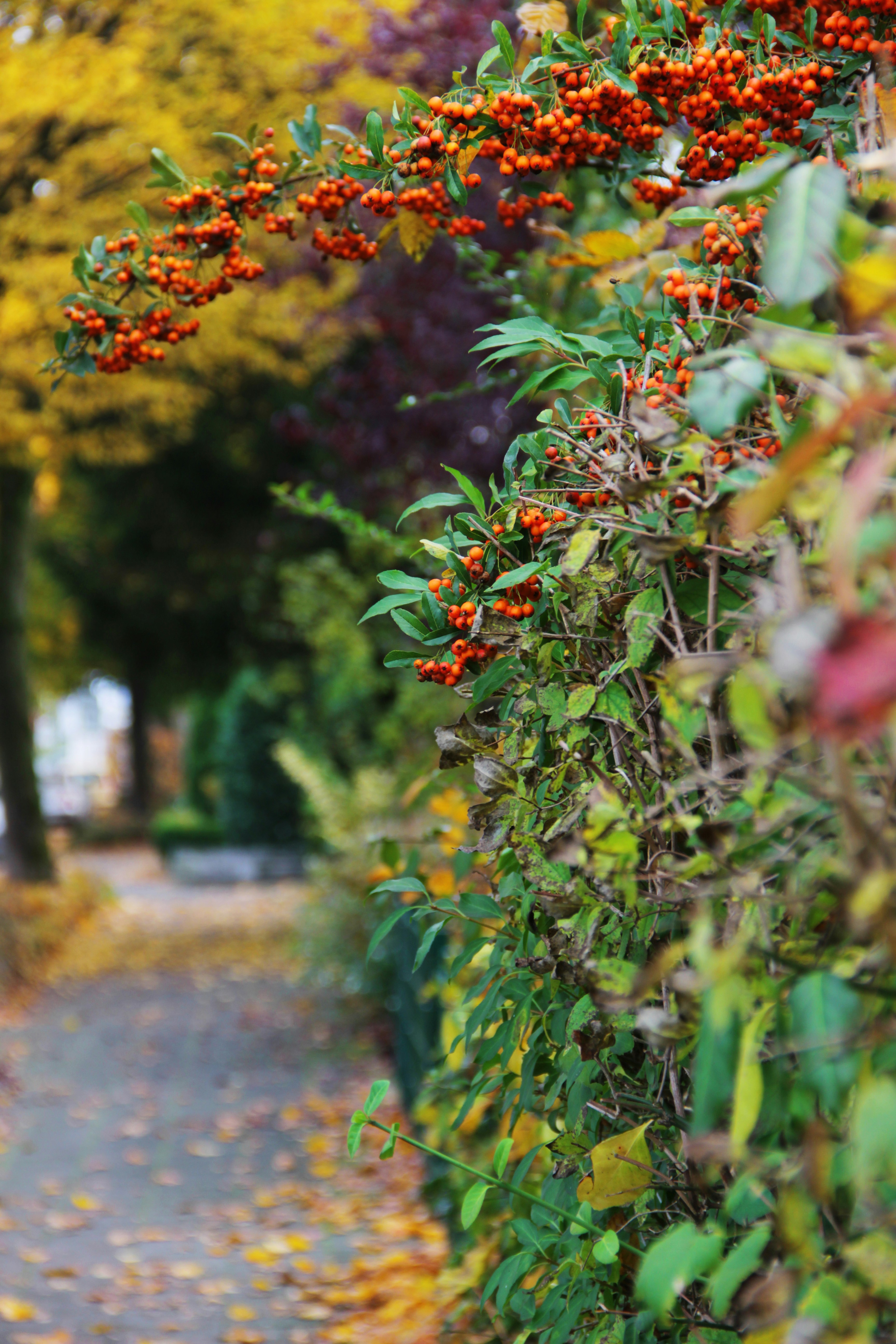 Bright orange berries adorn a lush hedge lining a winding path, surrounded by golden and purple foliage. The scene captures the essence of autumn's colorful transition.