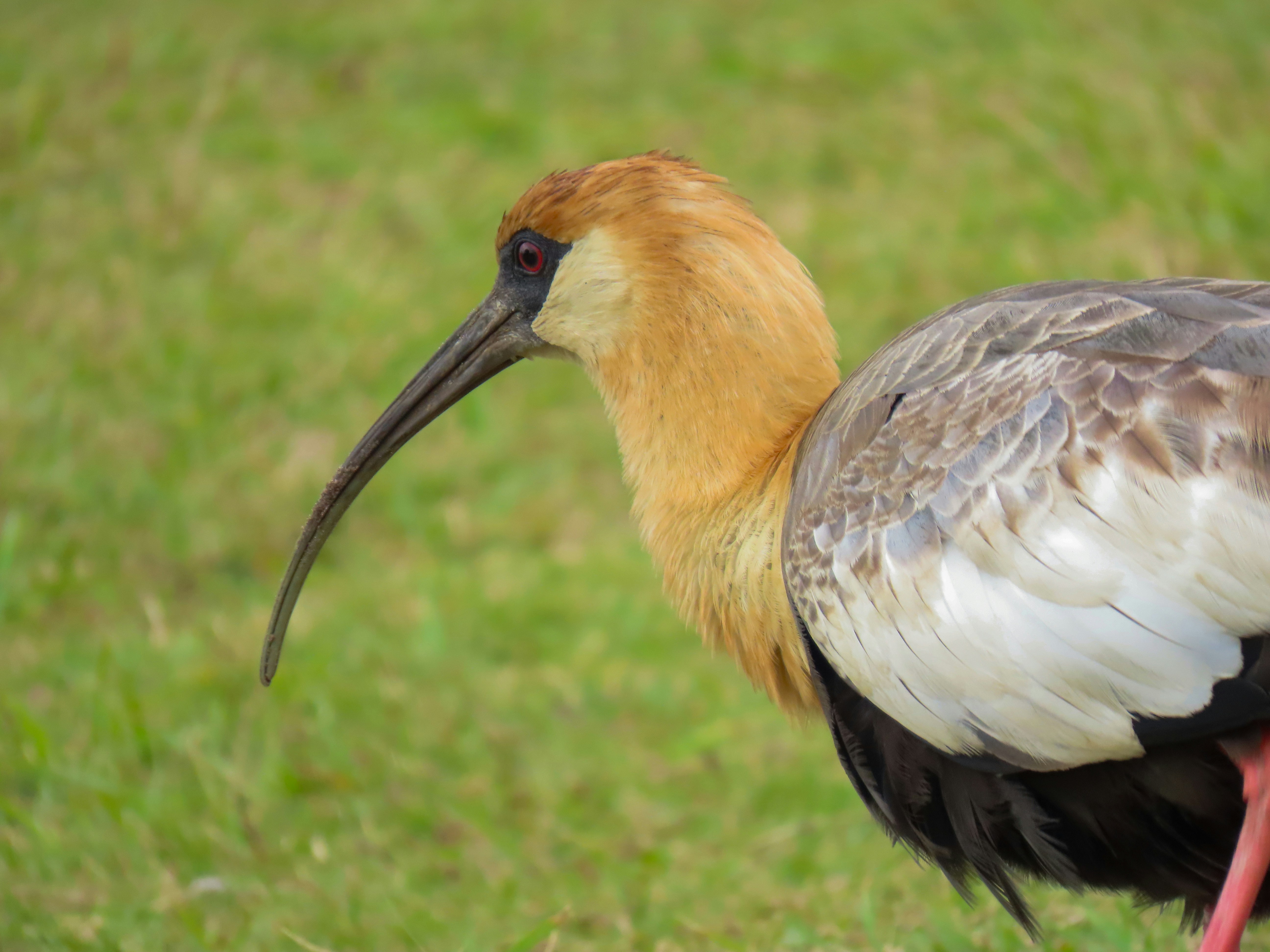 Close-up of a bird showcasing its distinctive features, including a long beak and striking plumage, set against a green backdrop.