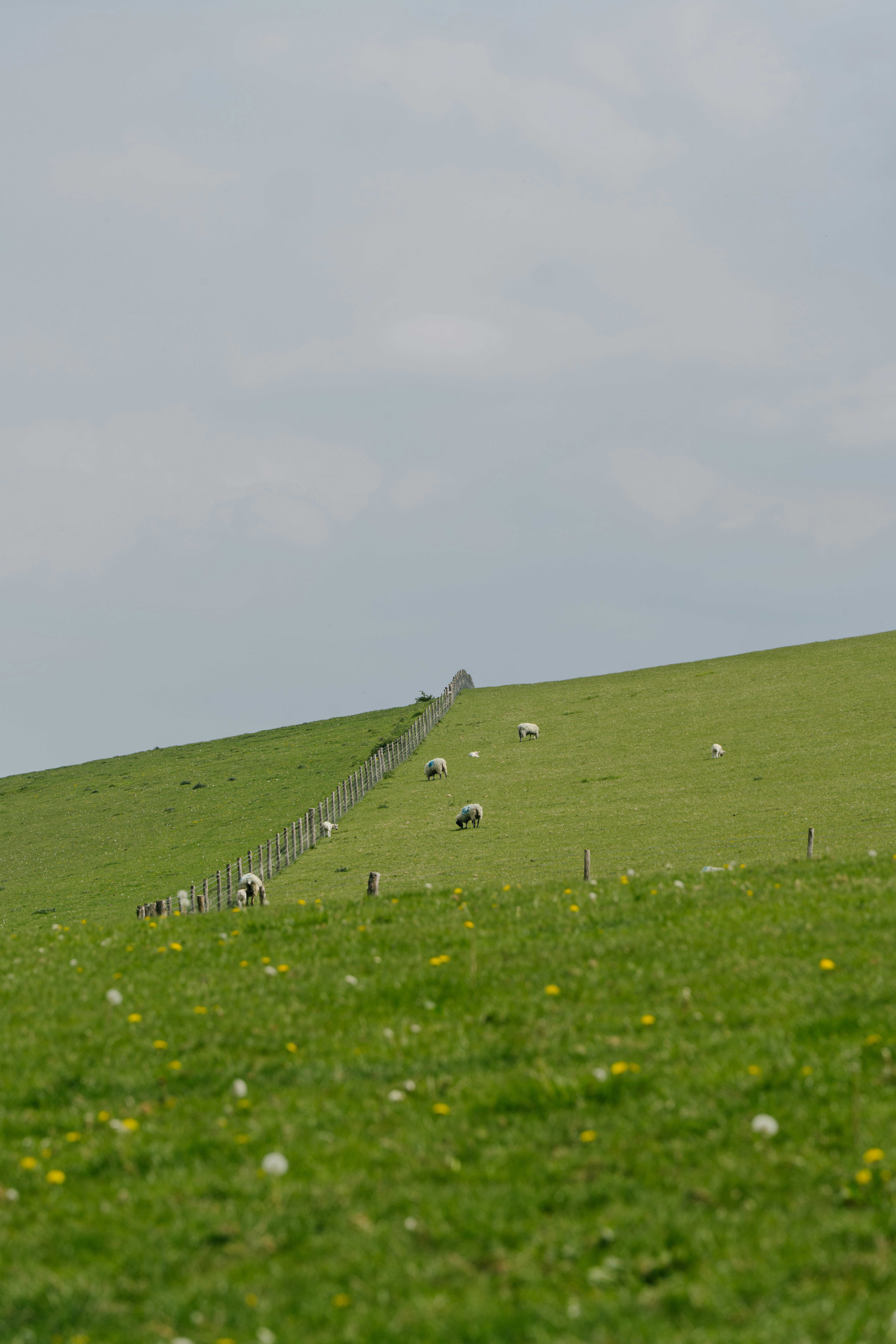 Sheep grazing on a green grassy hill with a fence.