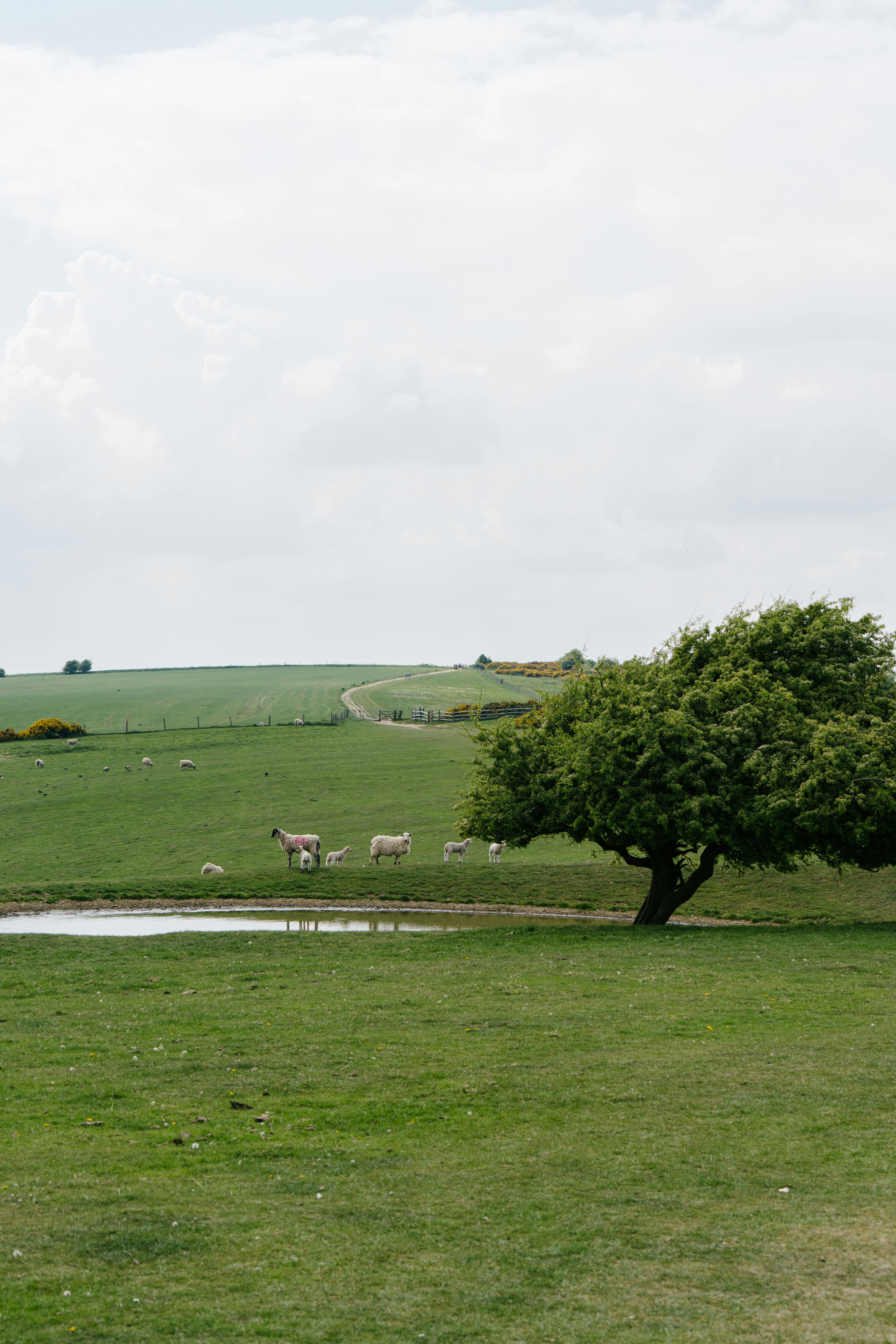 Sheep grazing in a green field near a pond.