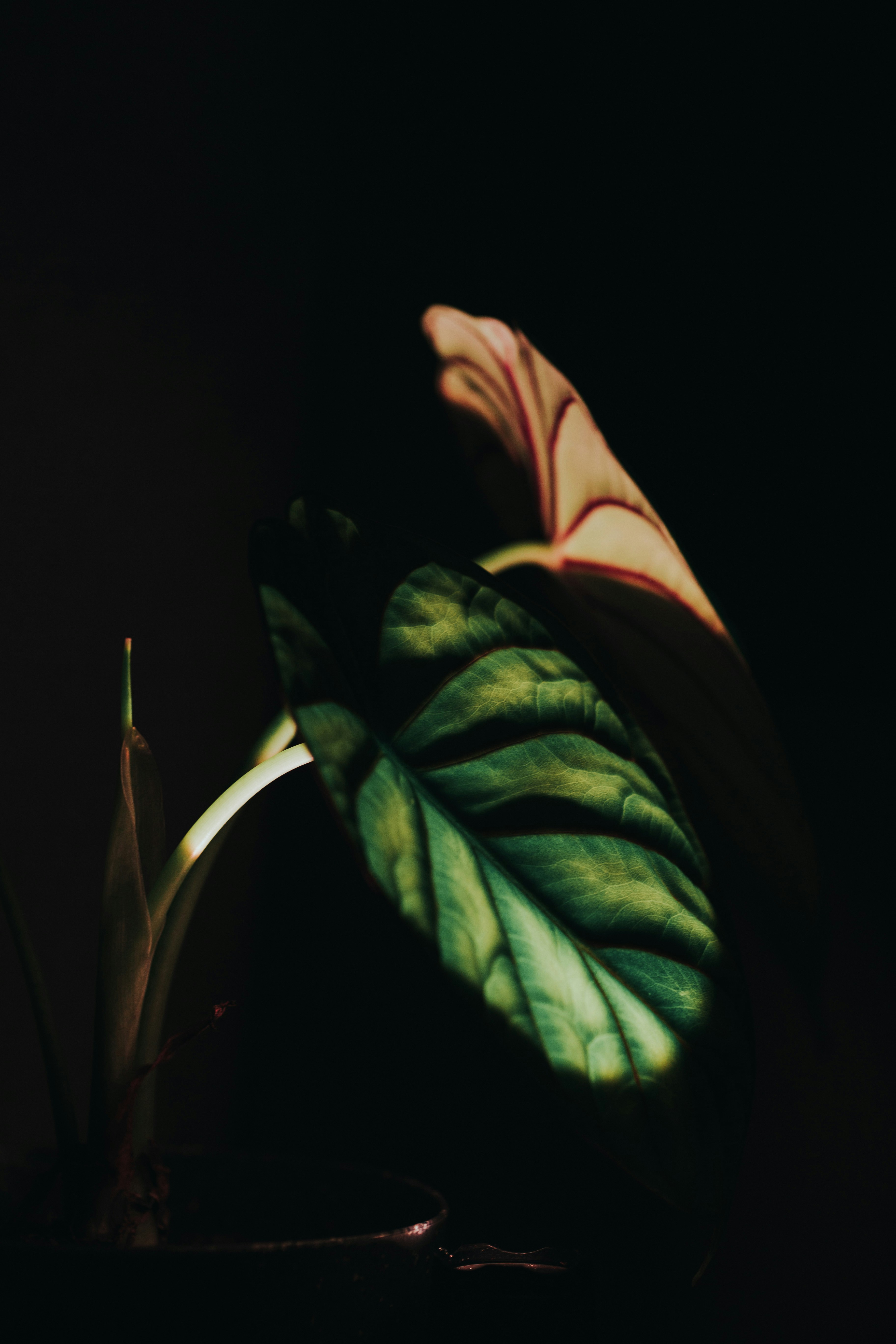 A dark, moody close-up of a large green leaf.