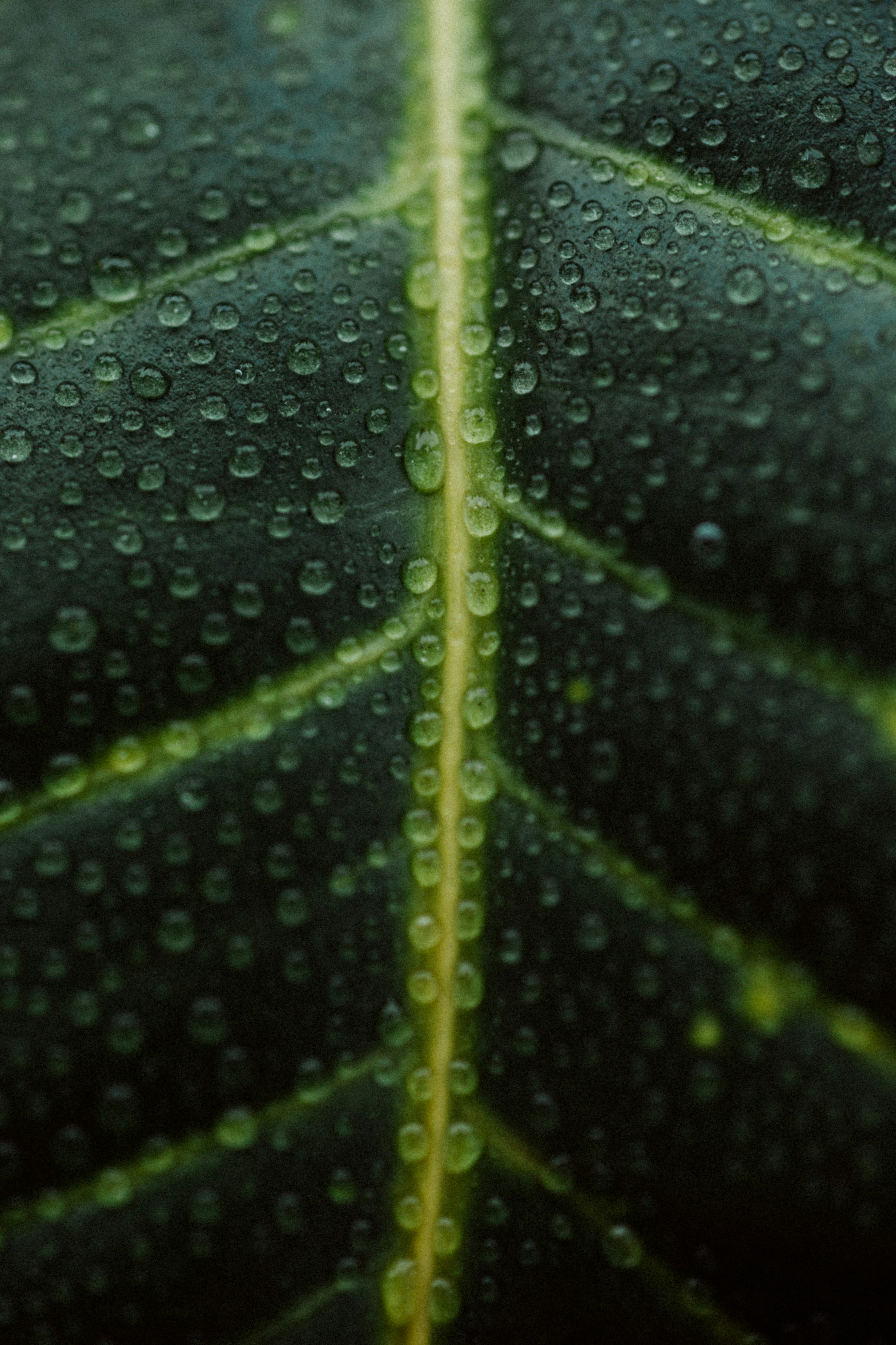 Close-up of a dark green leaf with water droplets.