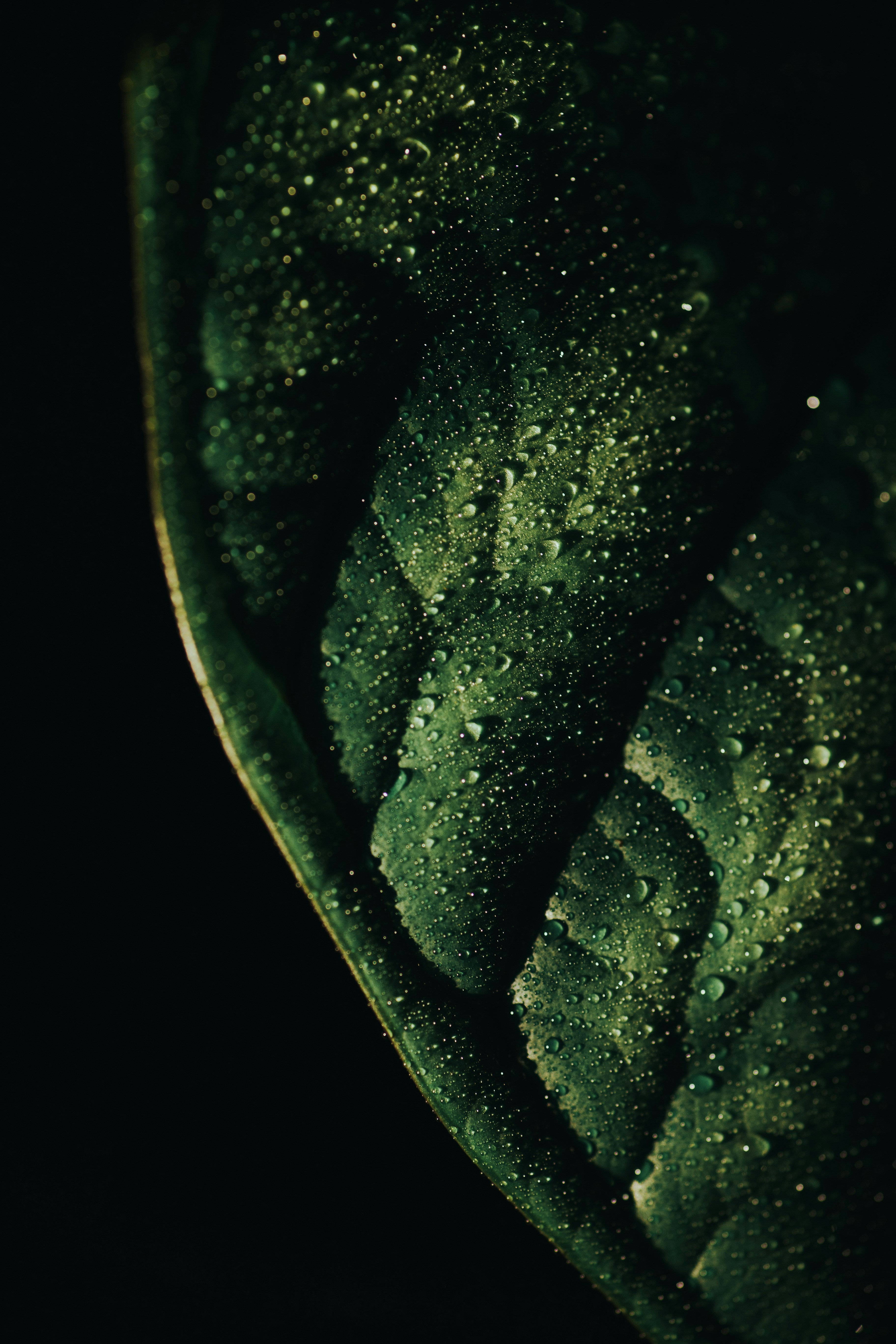 Close-up of a dark green leaf covered in water droplets. photo – Free Green Image on Unsplash