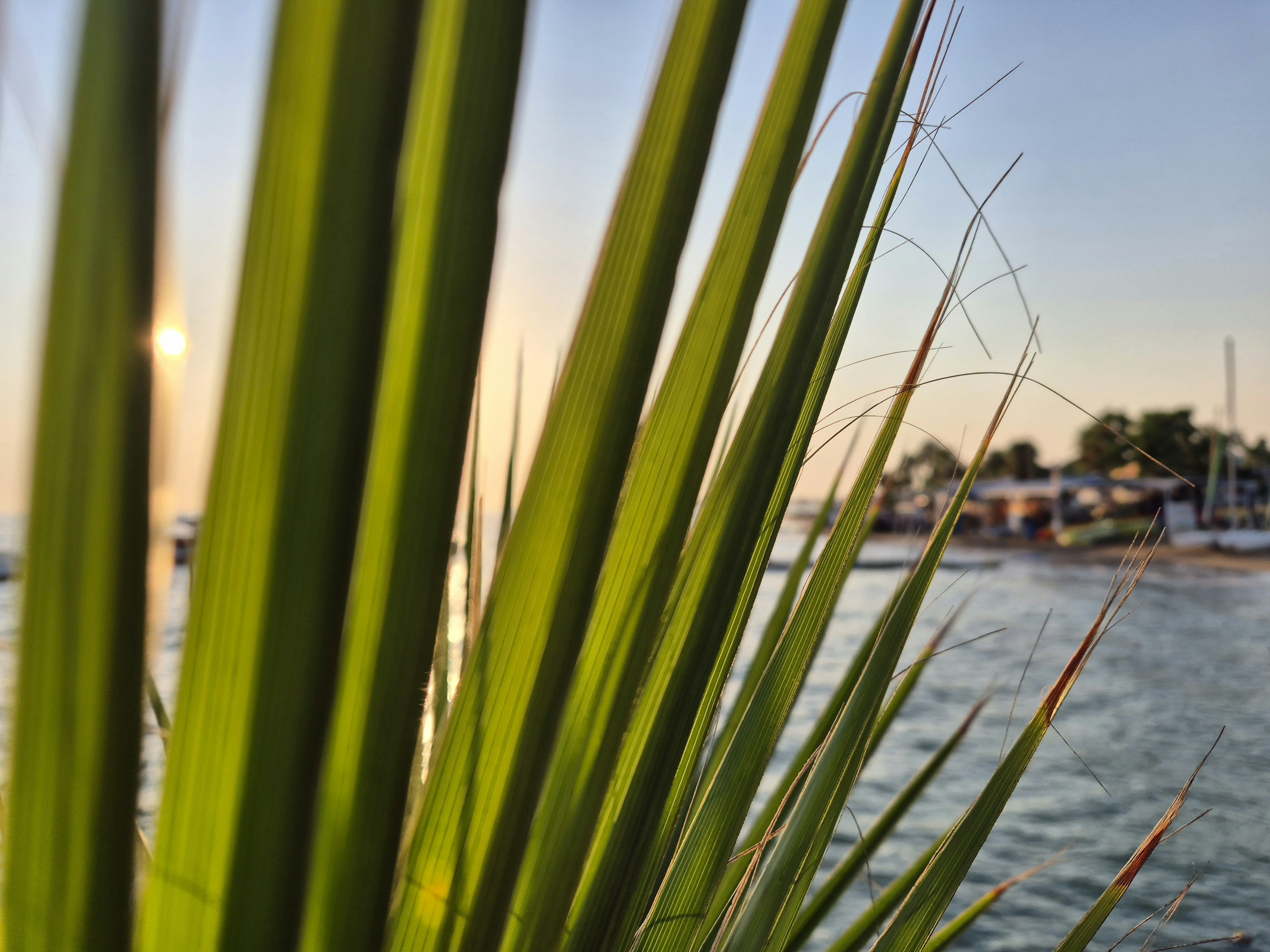 Close-up of vibrant green palm fronds against a shimmering seascape at sunset.