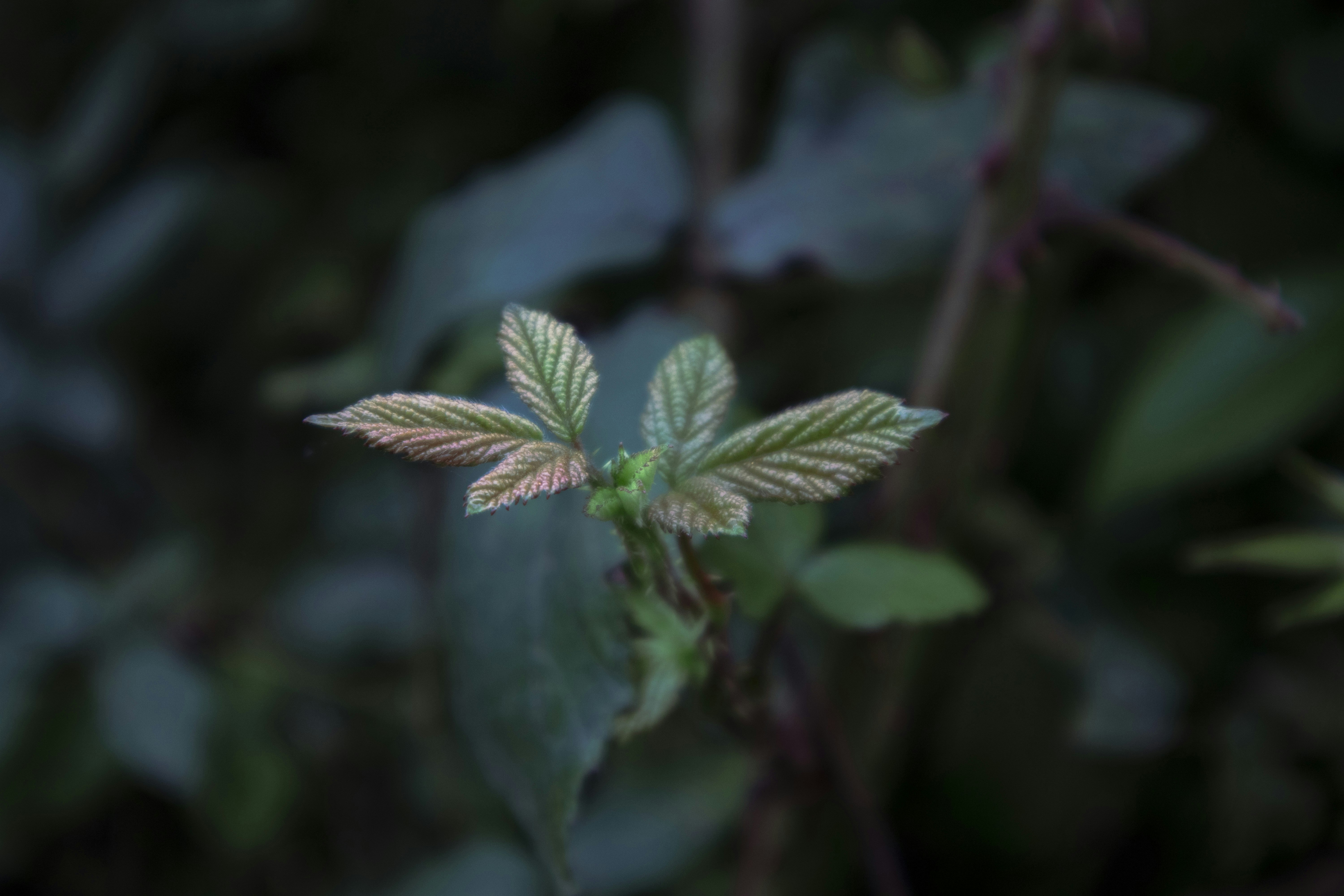 New green leaves emerge on a dark background