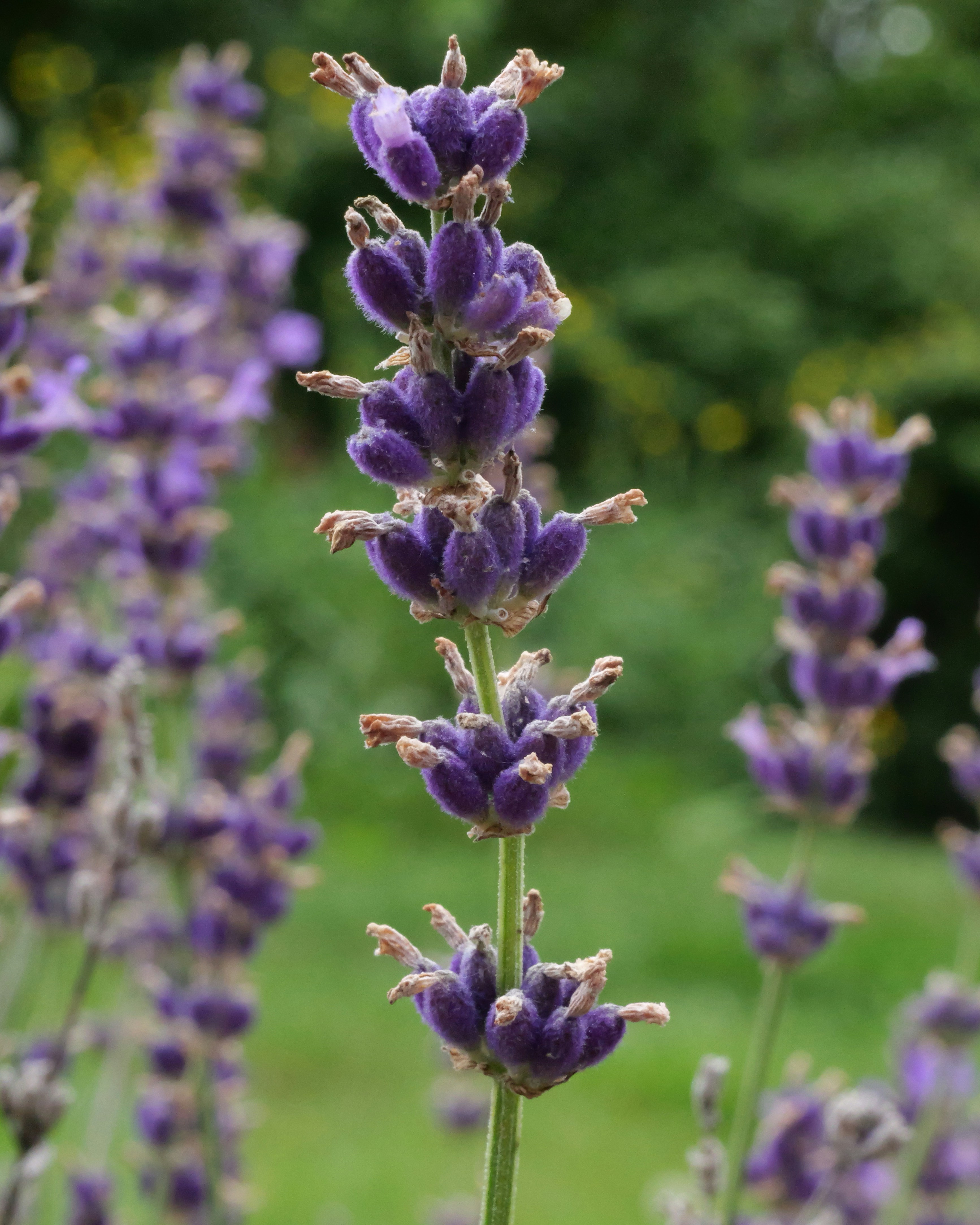Lavender's Whisper: Nature's Aromatic Symphony