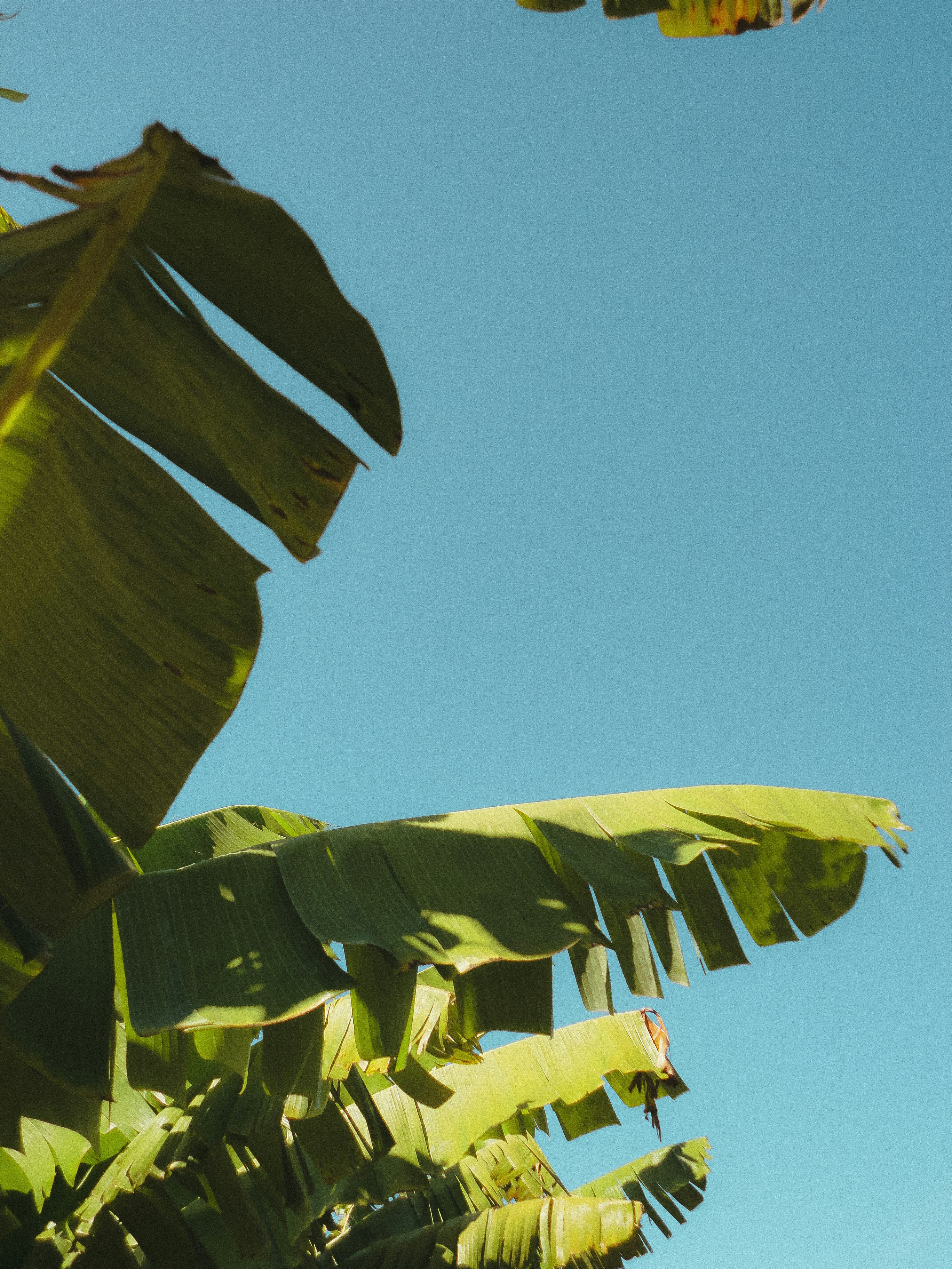 fundo azul com folhas minimalistas | Large green banana leaves against a clear blue sky.
