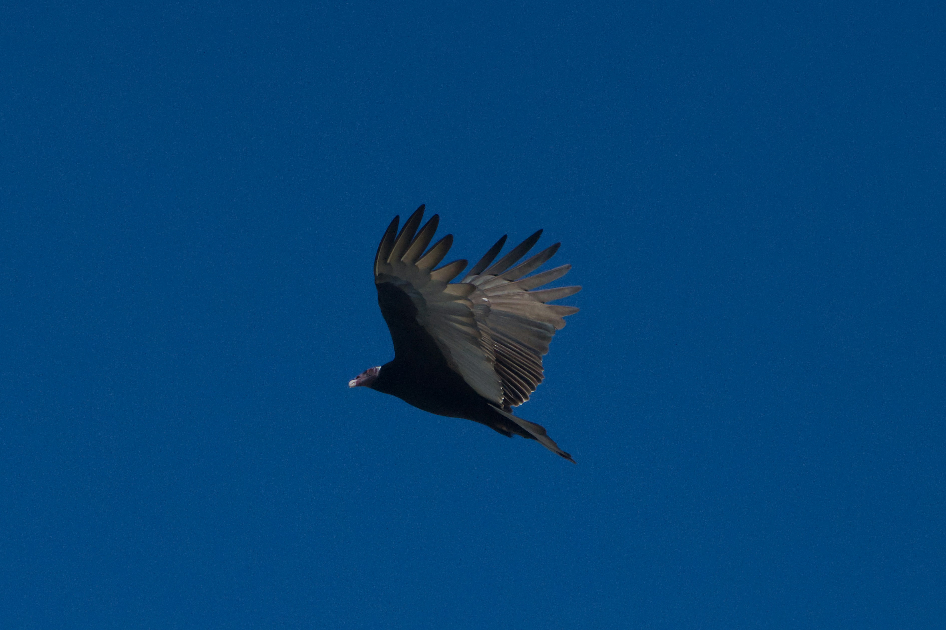 A black bird soars against a clear blue sky.
