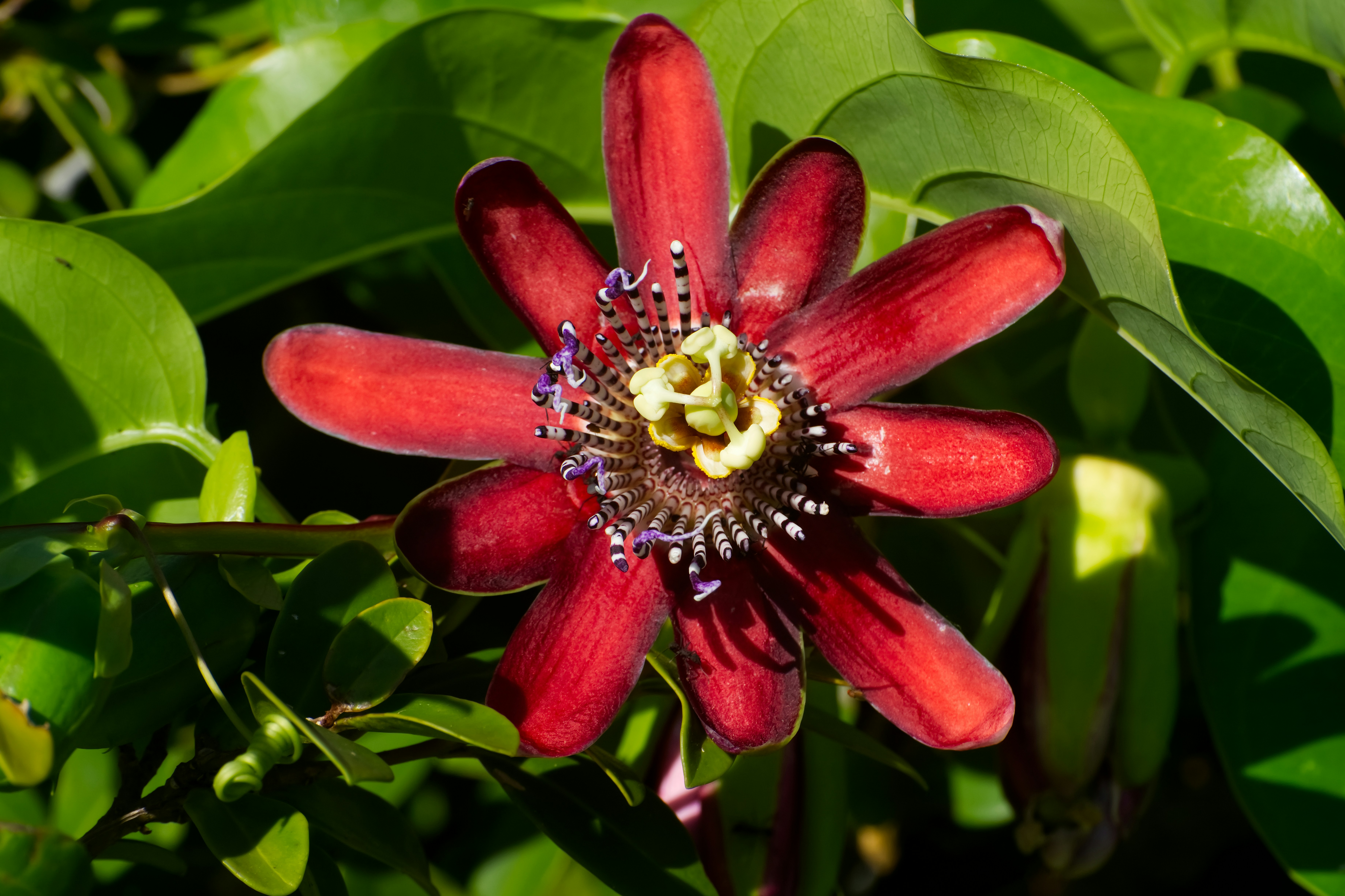 A vibrant red passion flower with green leaves
