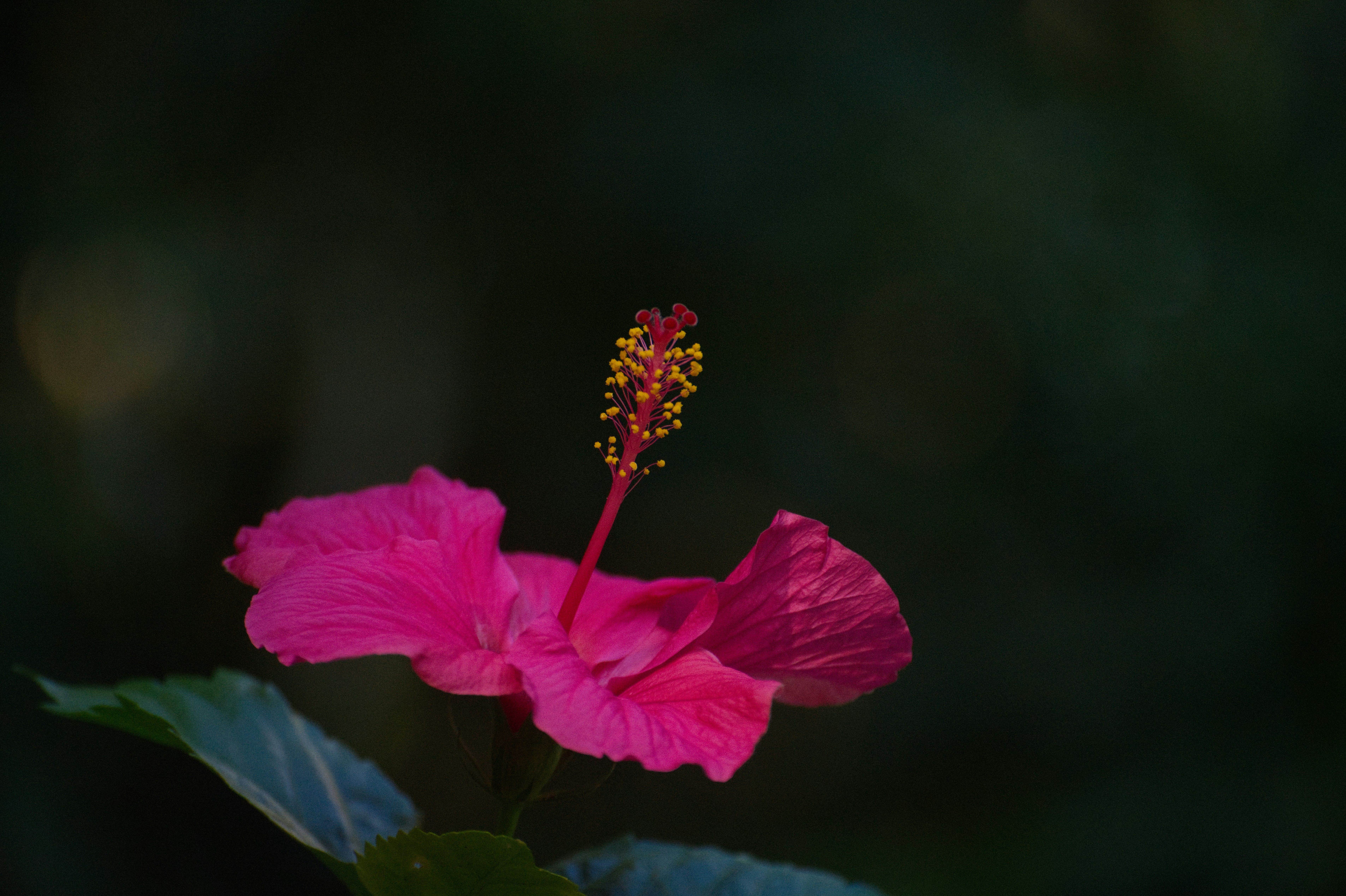 A bright pink hibiscus flower with a dark background.