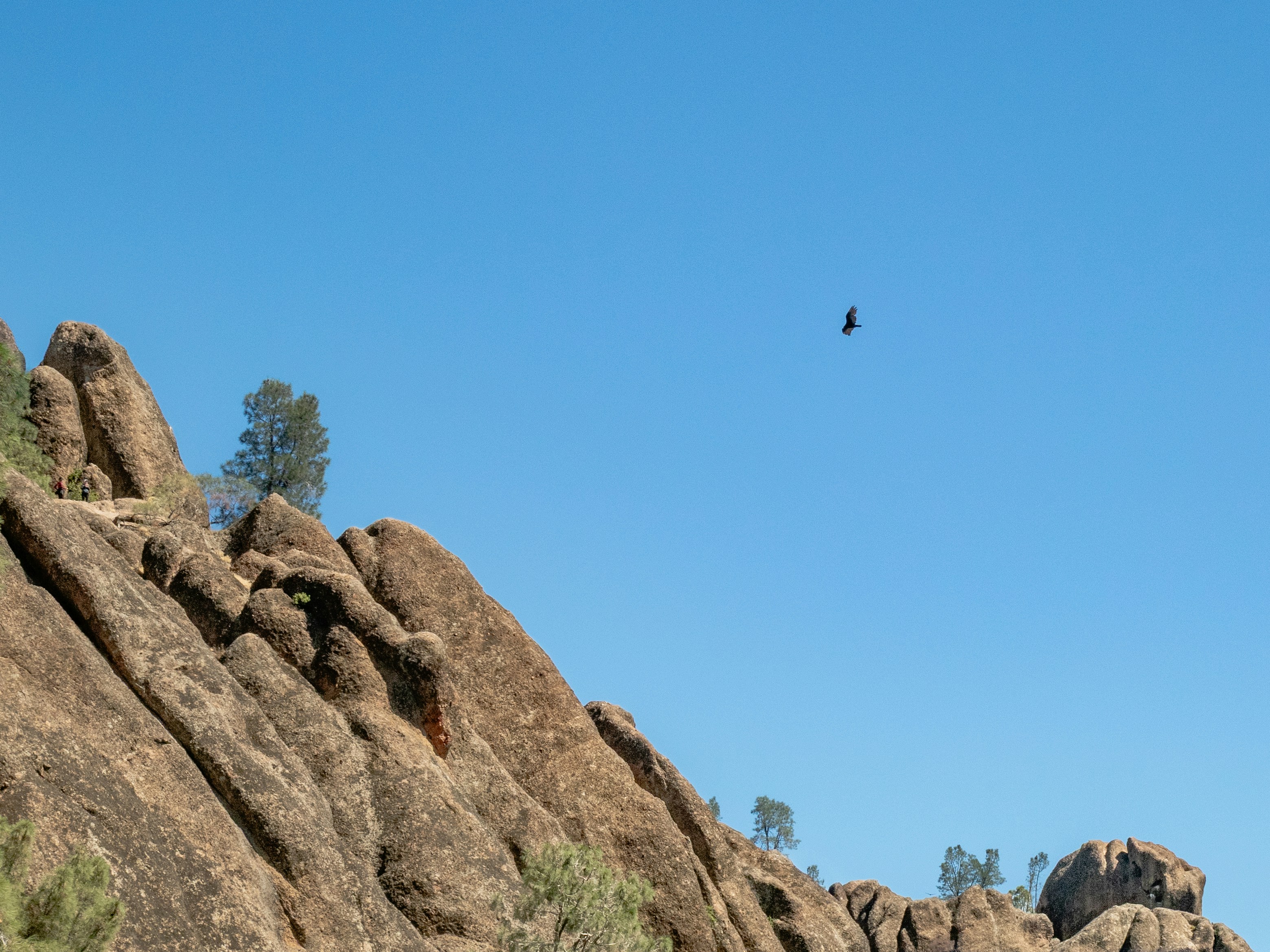 A bird glides gracefully over rugged rock formations under a clear blue sky.