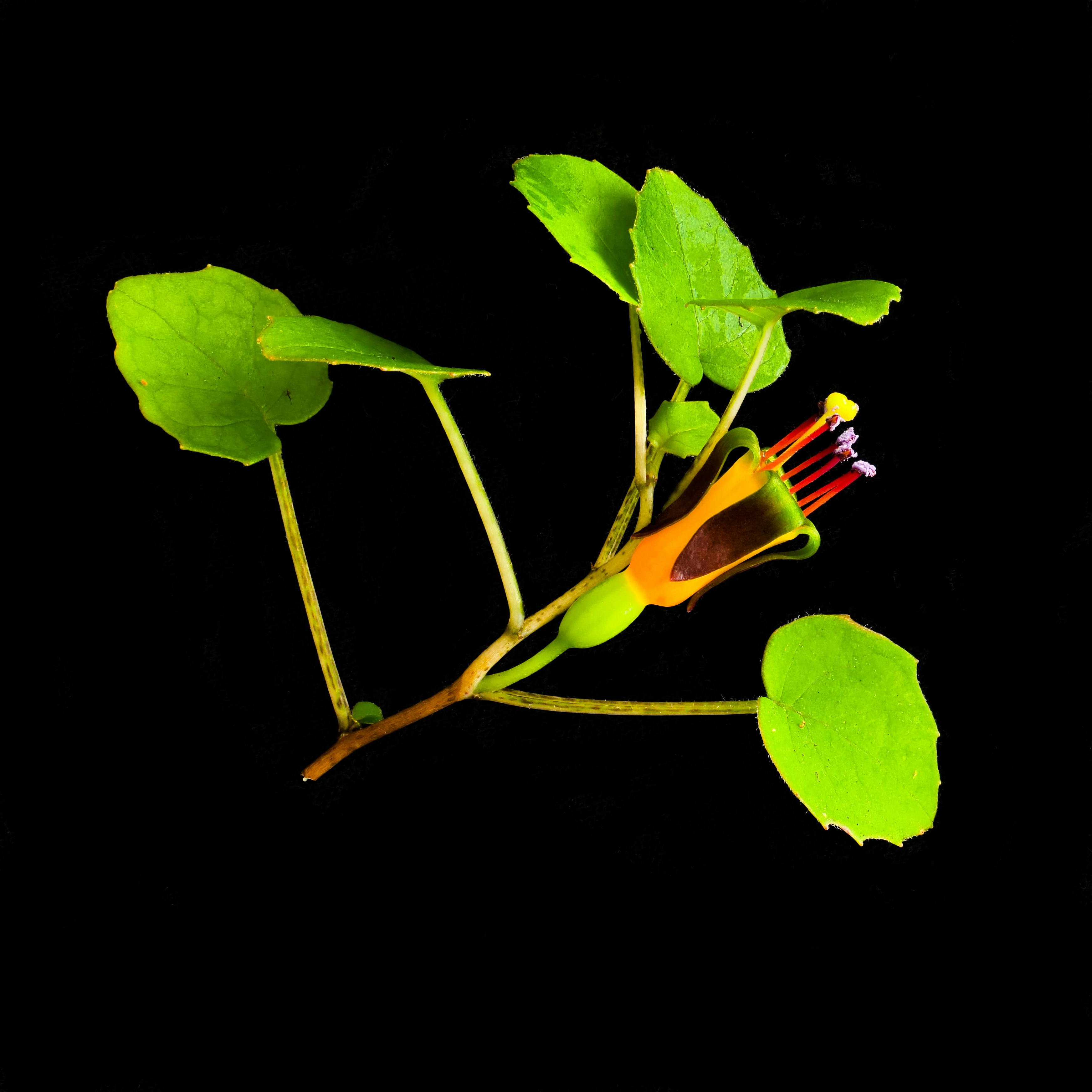 Fuchsia procumbens flowers have blue pollen | A delicate plant with green leaves and a single flower