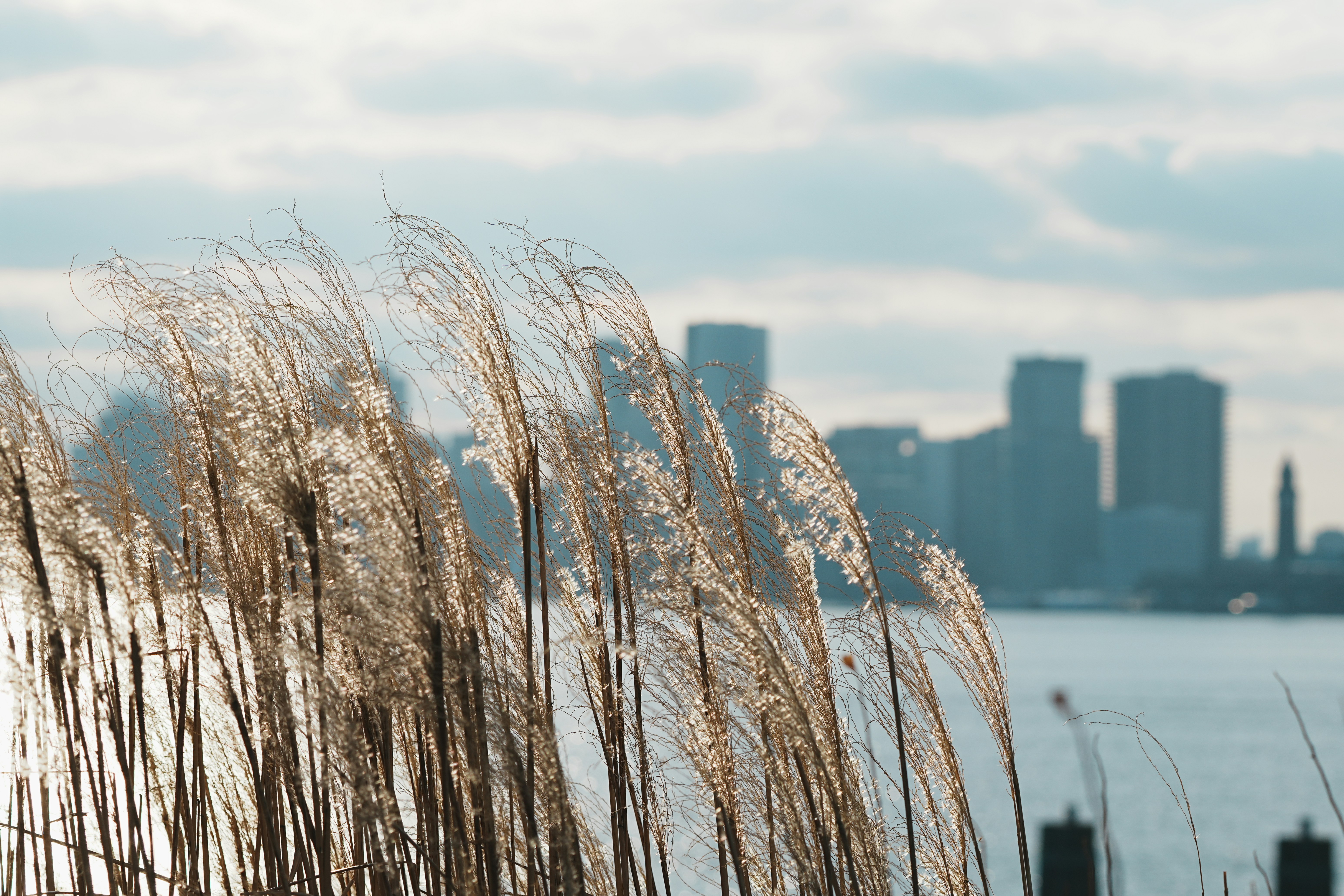 Backlit Reed Veil Framing a Quiet Harbor Skyline