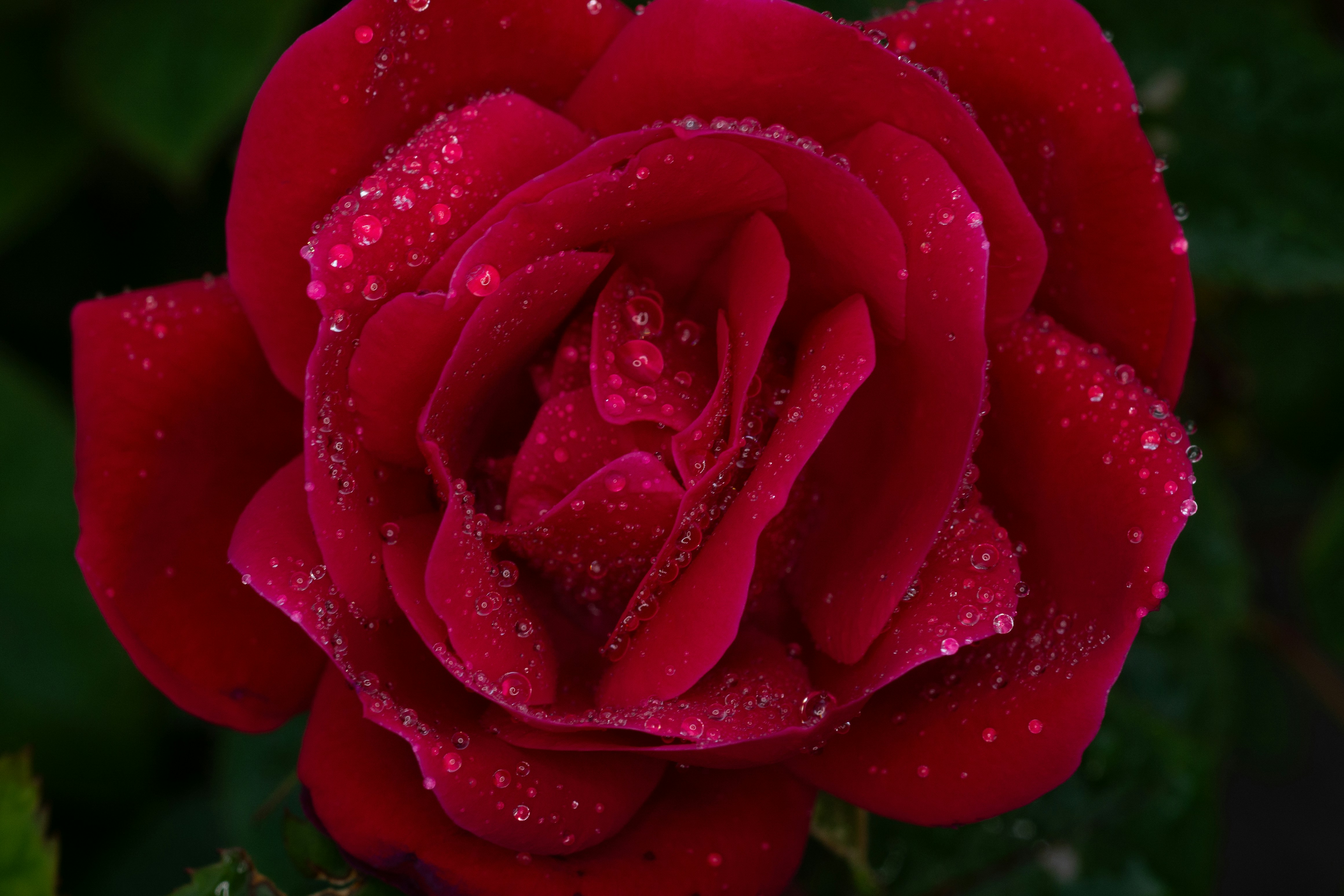 Vibrant red rose adorned with shimmering droplets, showcasing intricate petal layers and lush green foliage.
