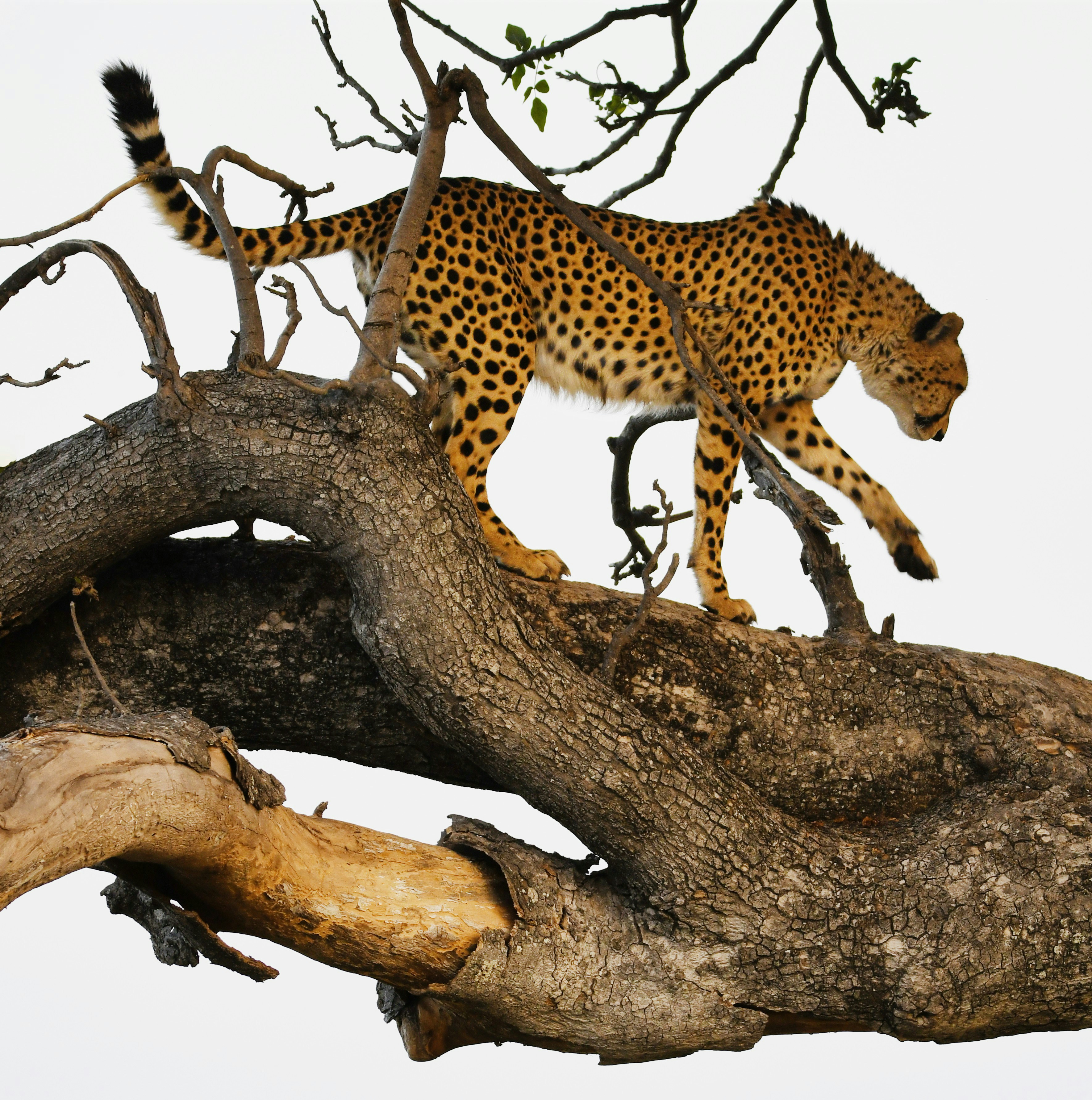 Cheetah navigating a gnarled tree branch, showcasing its agility and elegance against a soft background.