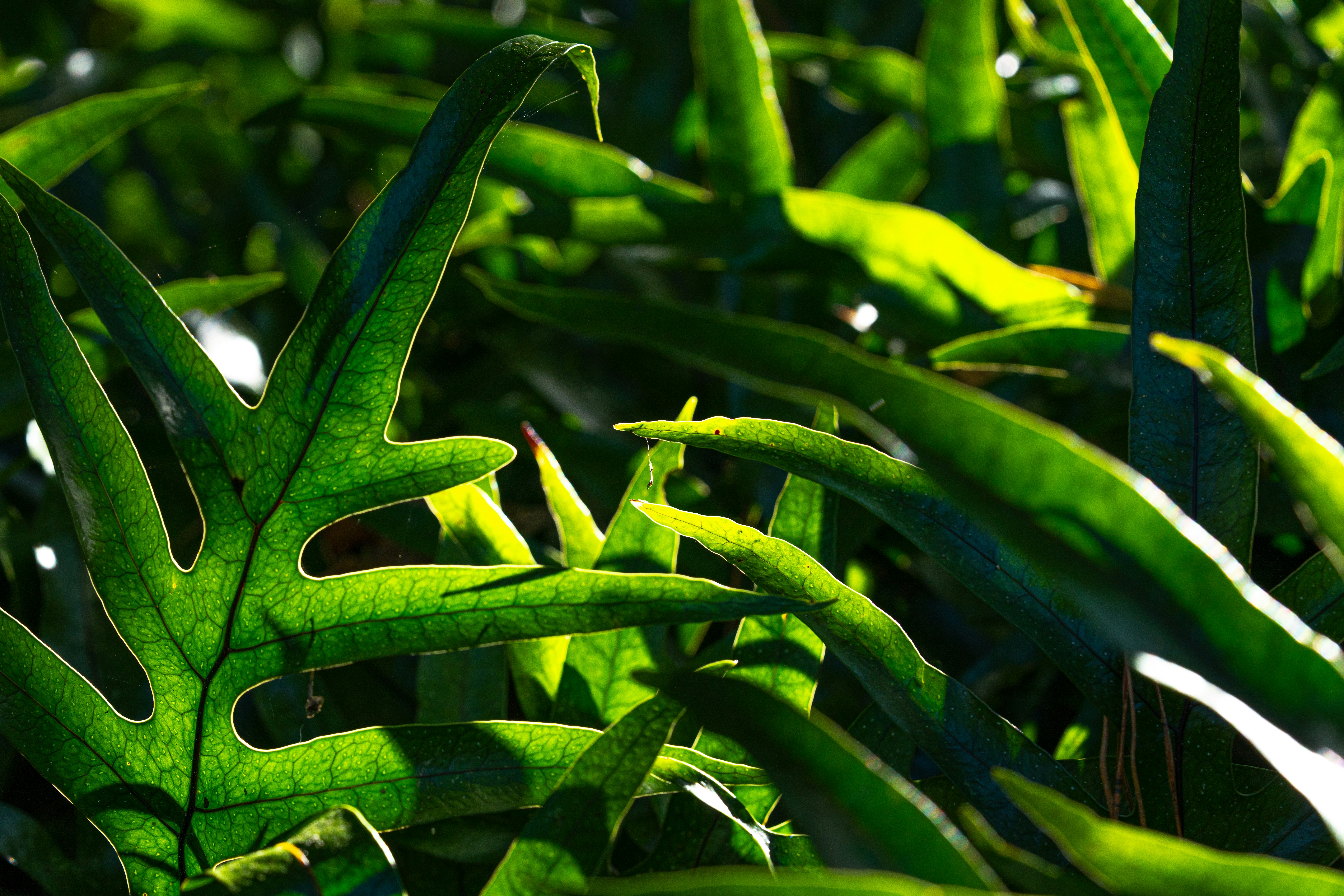 Lush green fern leaves with sunlight filtering through.