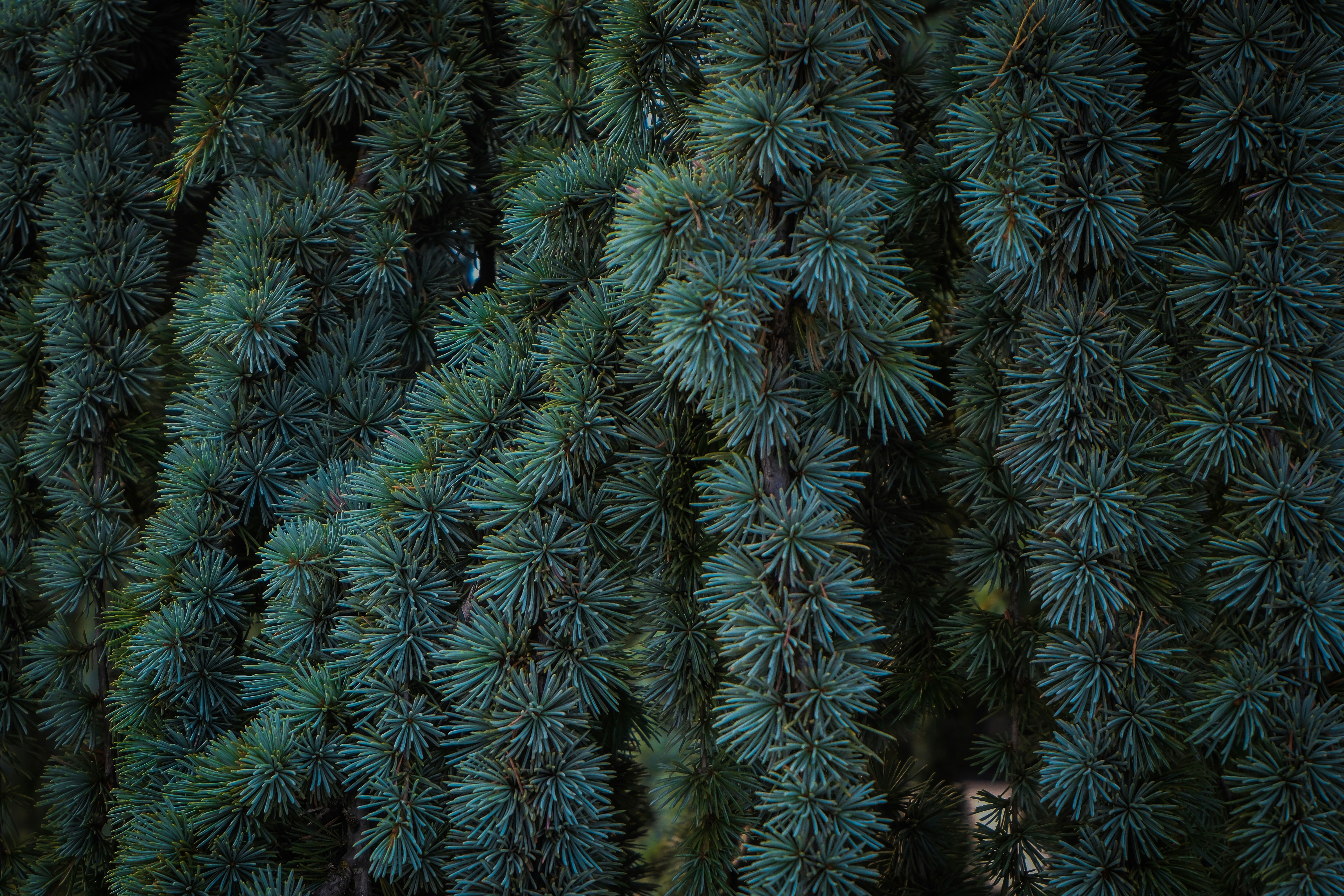 Whispers of Evergreen: A Tapestry of Nature