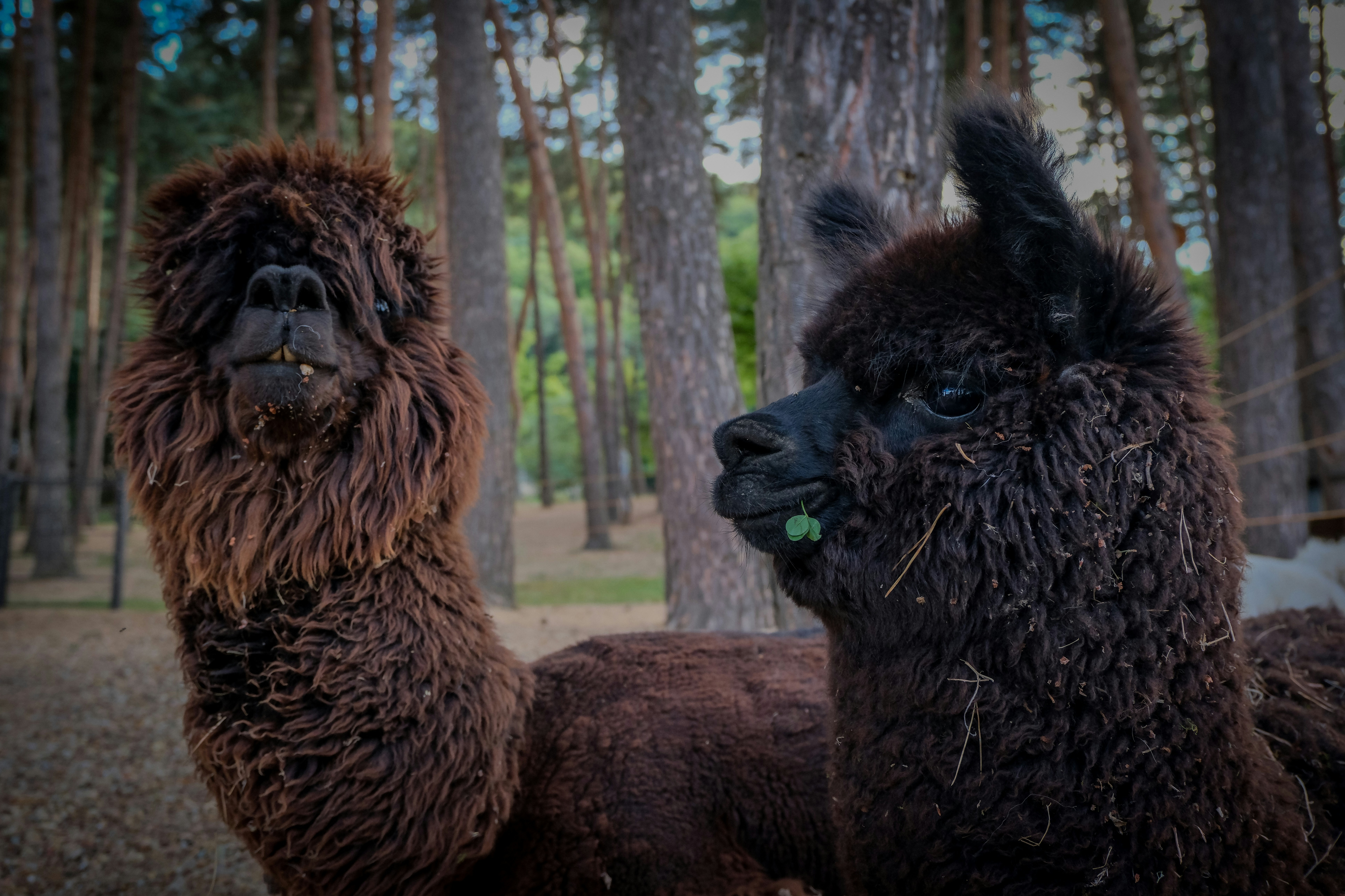 Two fluffy alpacas stand in a forest photo – Free Animal Image on Unsplash