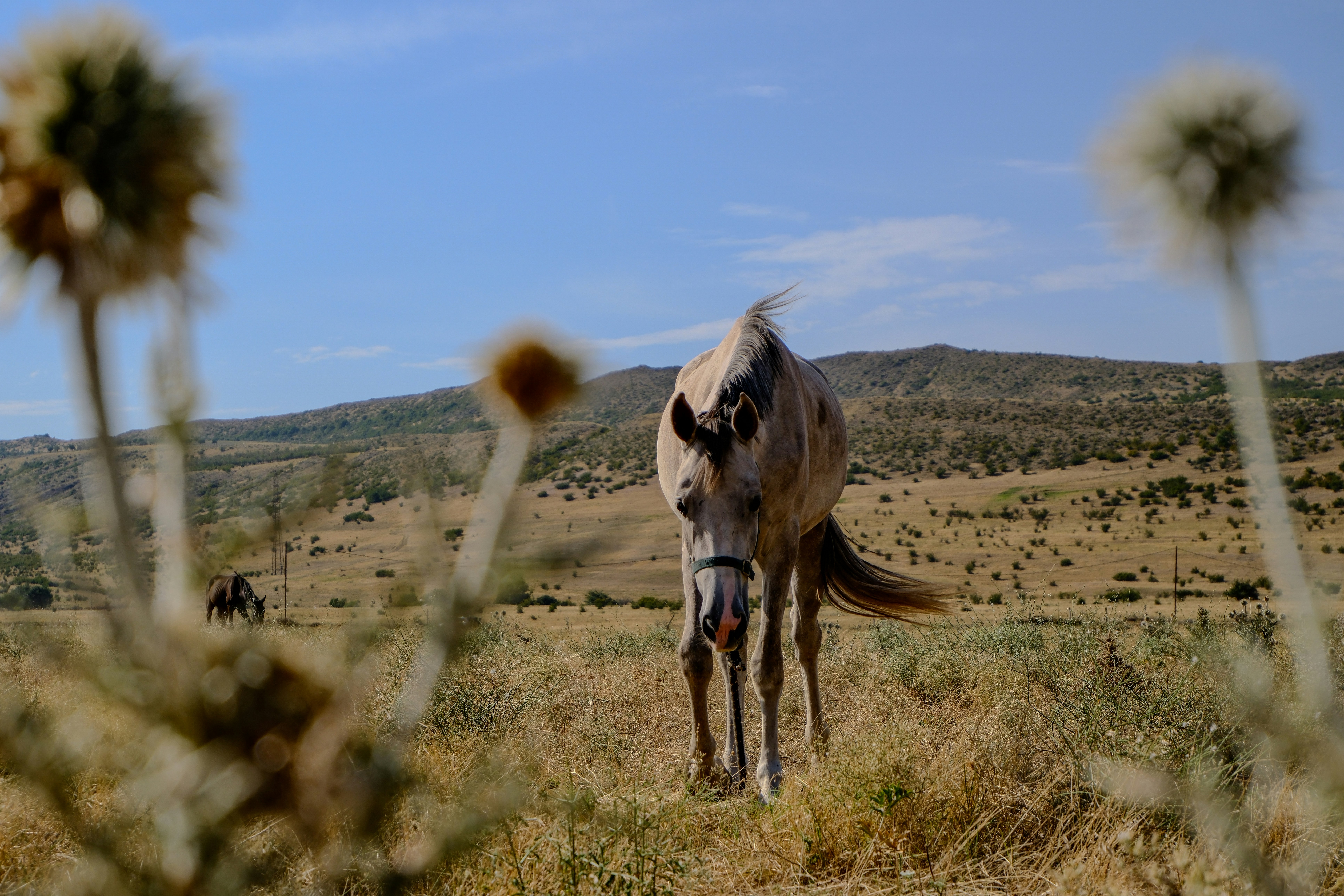 A horse stands in a dry field with hills behind.