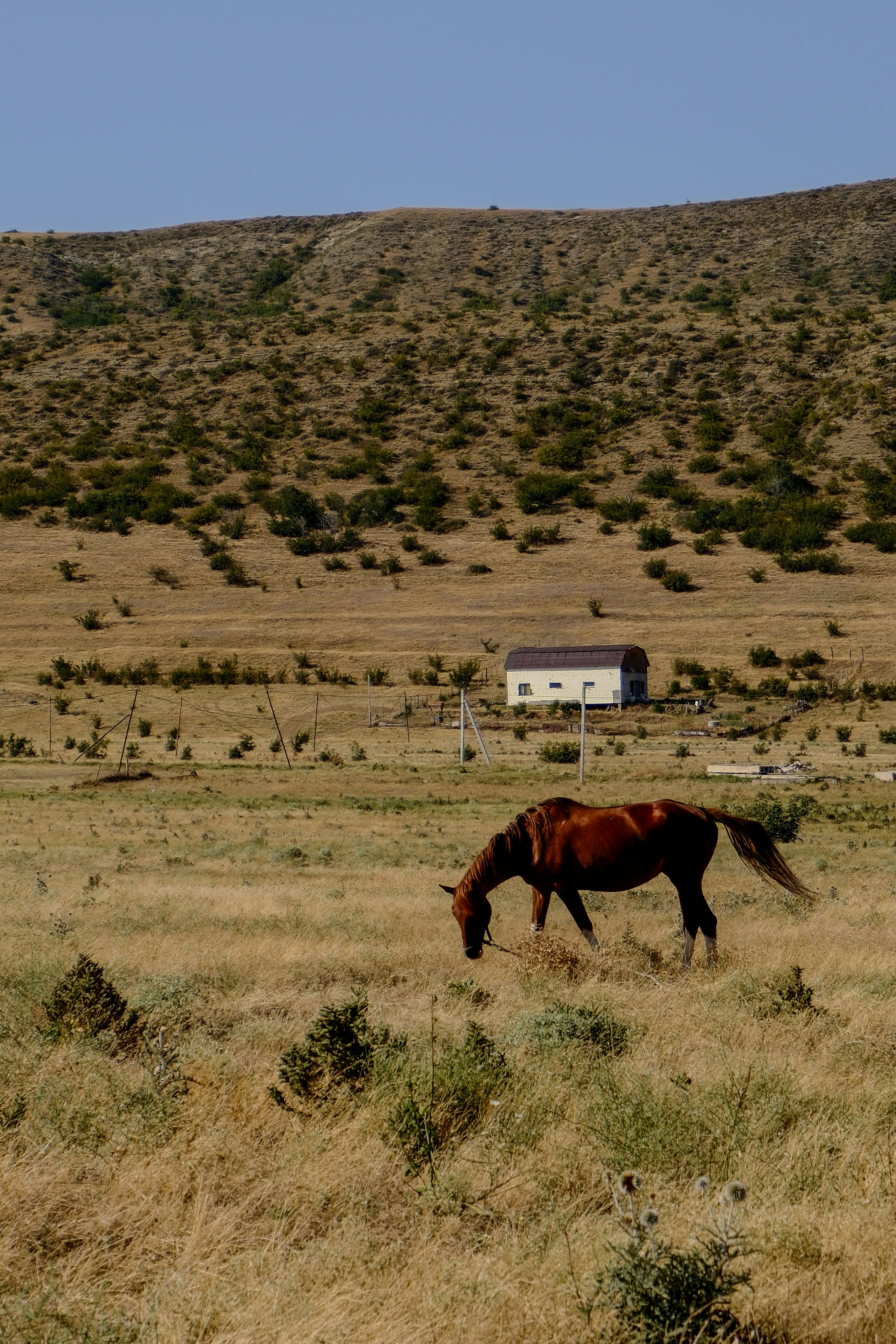 Harmony in the Open Plains