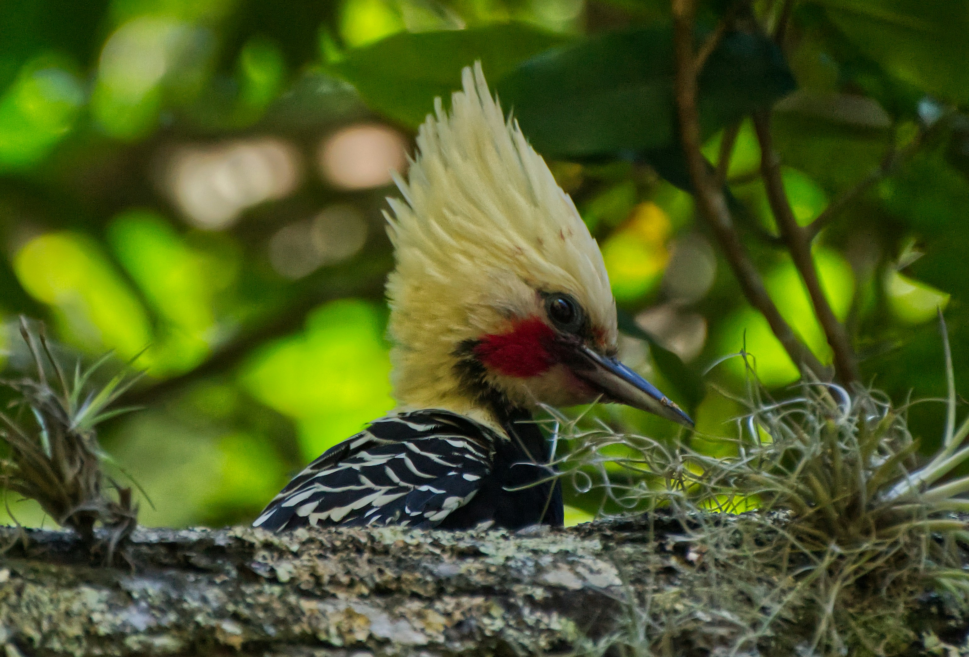 Photo by Osmar do Canto with Nikon D850