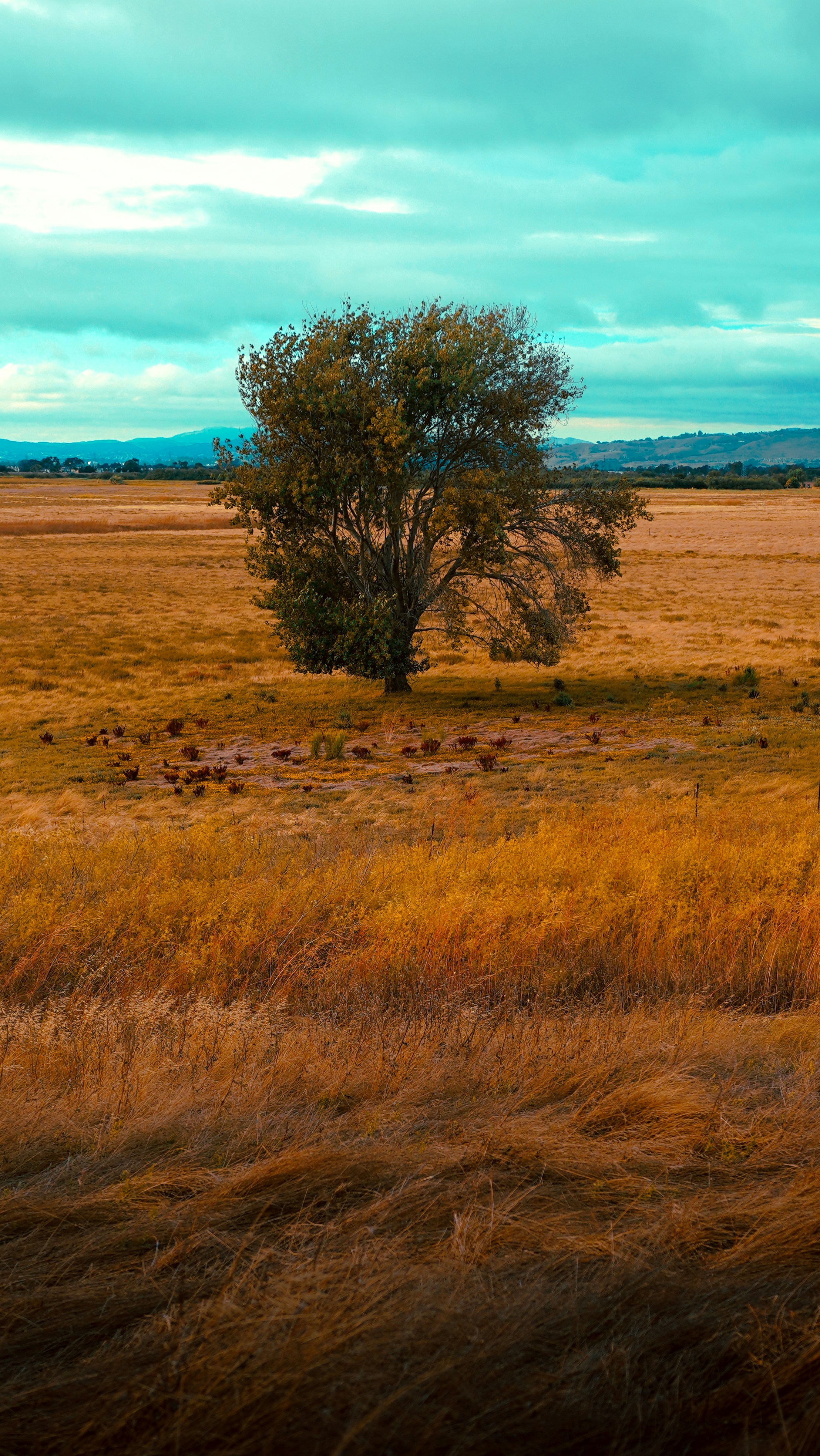 Solitary Sentinel of the Golden Meadow