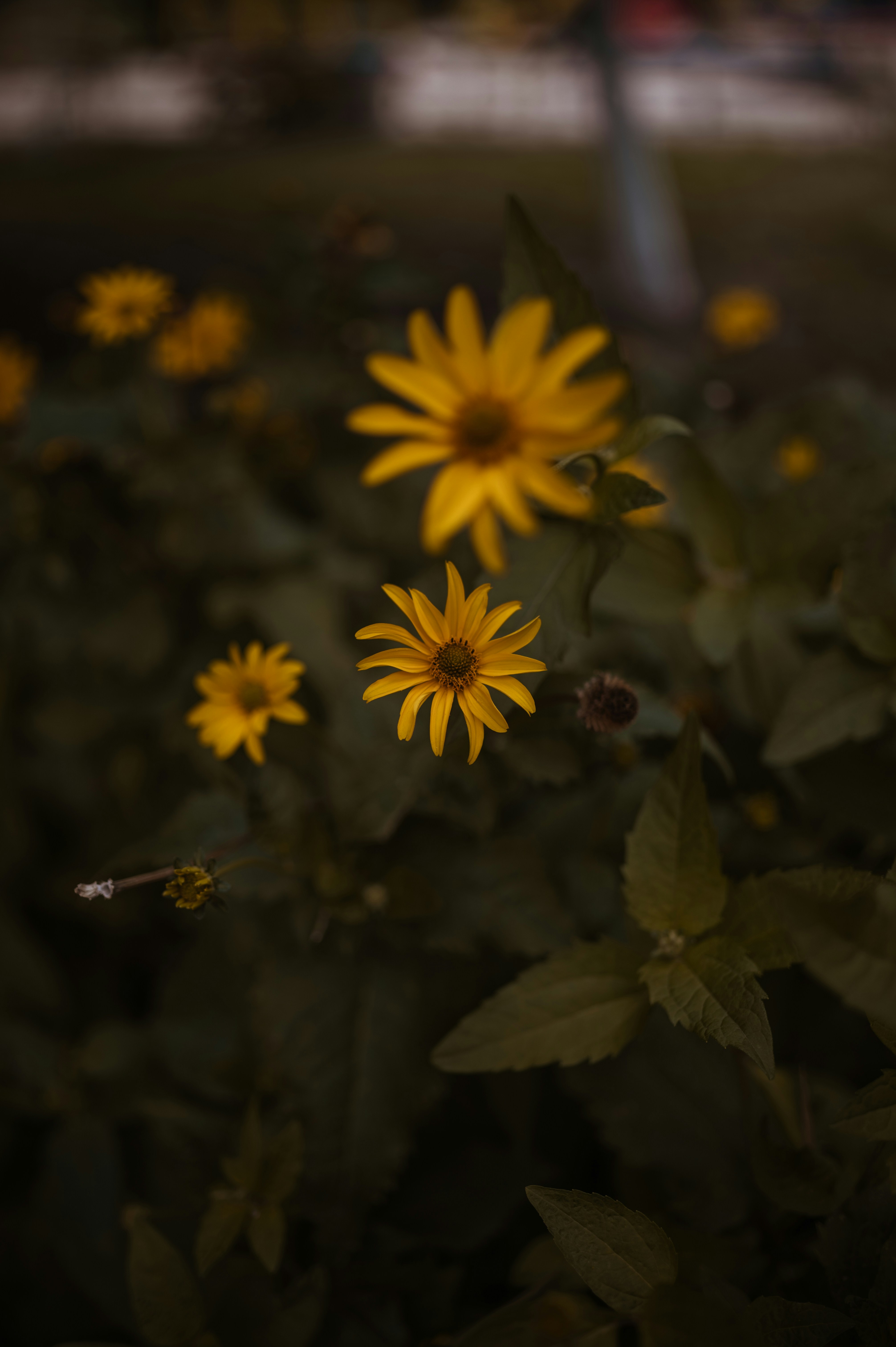 Golden Blossoms Amidst the Shadows